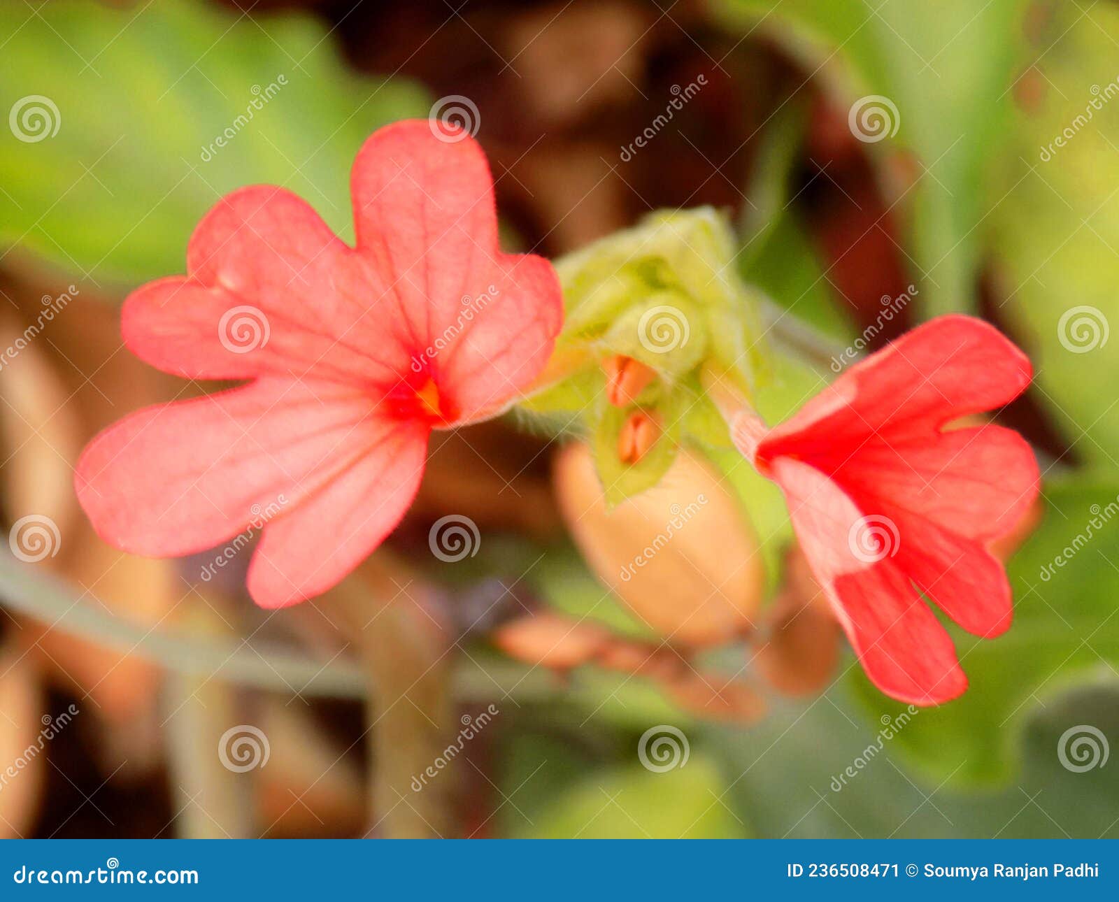 Beautiful Red Color Flower with Different Pose Stock Image - Image of ...