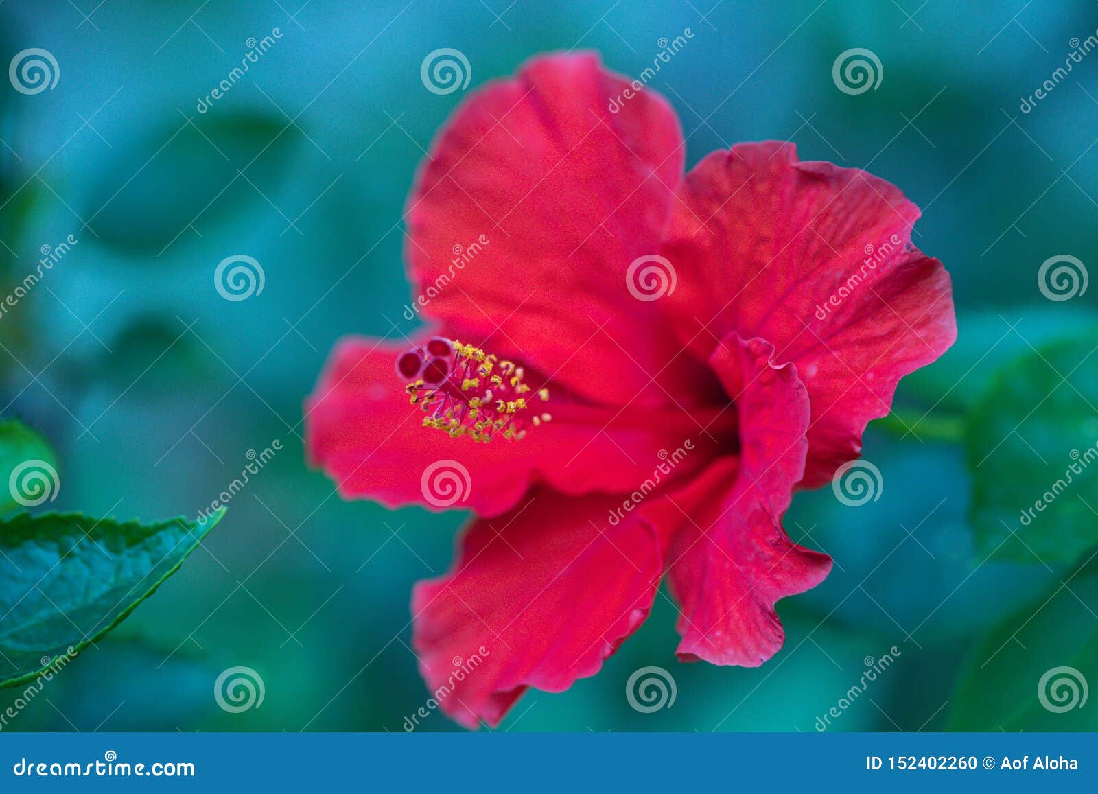 Beautiful Red Color Hibiscus Flower in the Garden. Hibiscus Rosa ... Beautiful Red Color Hibiscus Flower in the Garden. Hibiscus Rosa ...