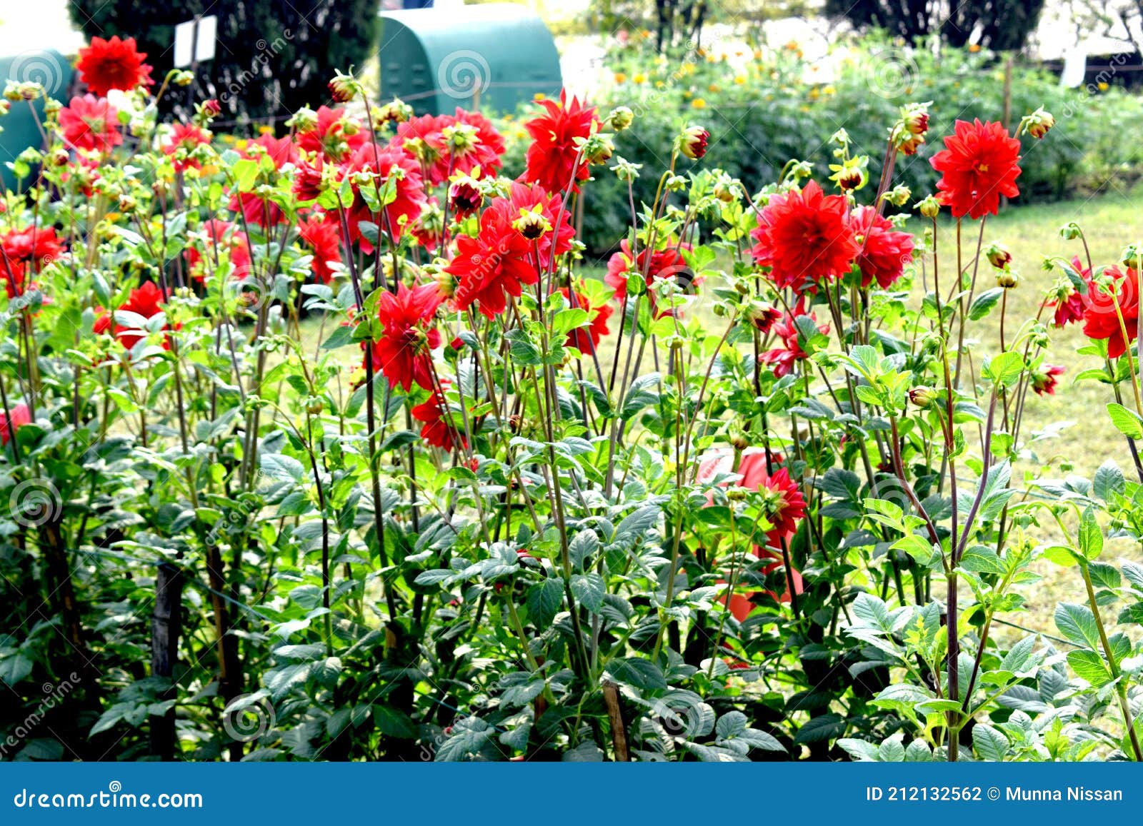 Beautiful Red Color Rose in the Garden Stock Photo - Image of beautiful ...