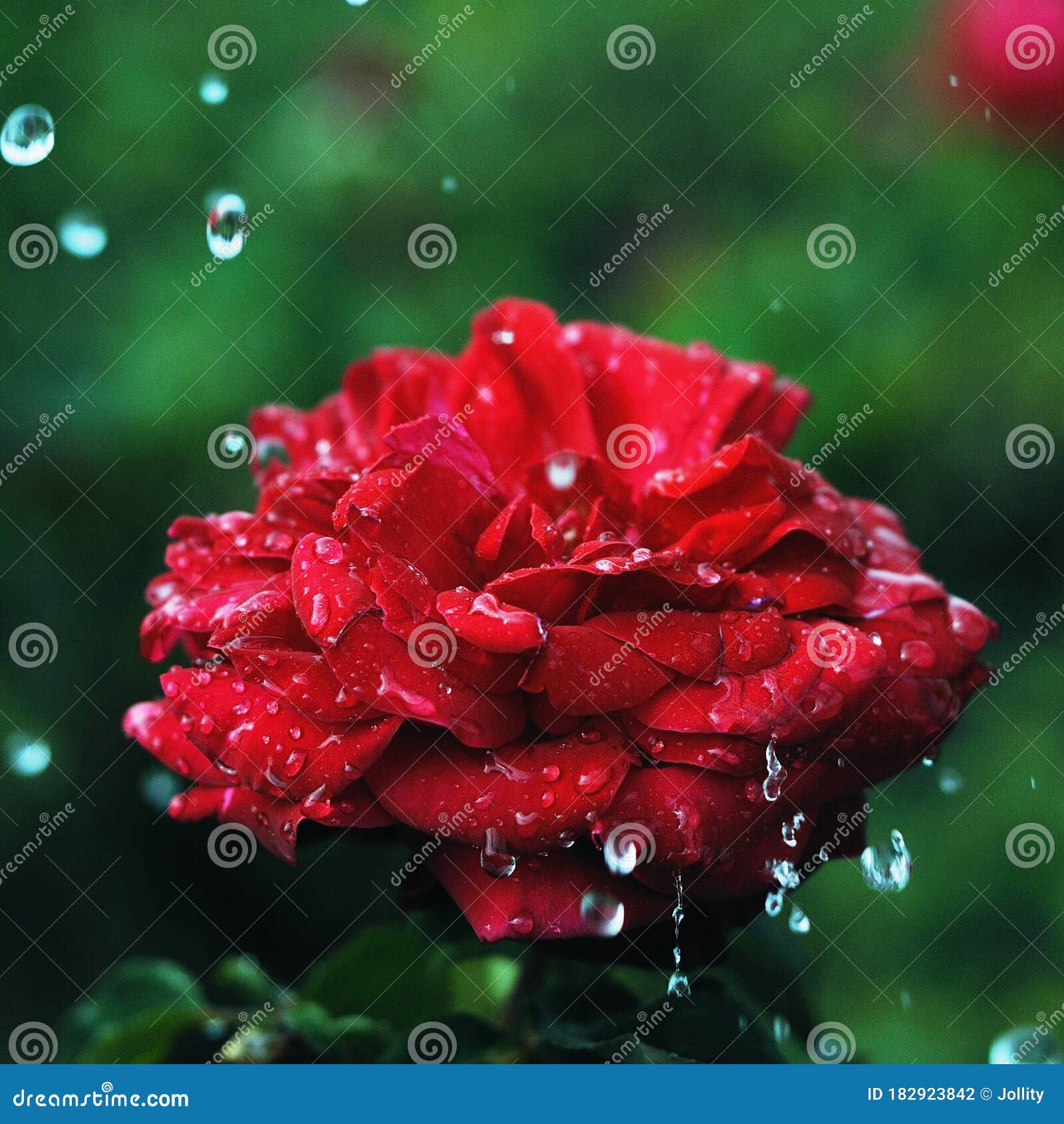 Red rose in the rain stock photo. Image of color, flowers - 182923842