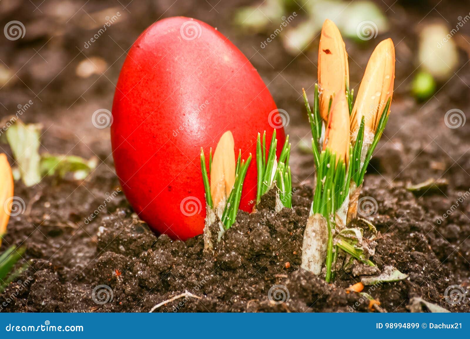 Beautiful Red Colored Easter Eggs in the Garden Stock Image - Image of ...