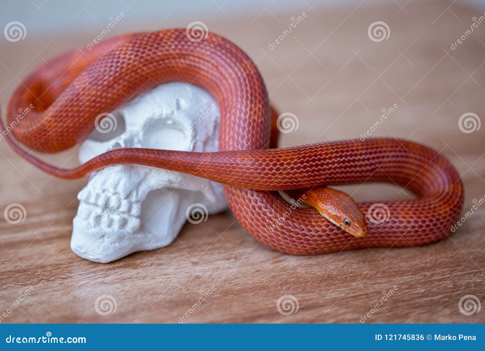 Corn Snake Hatching, Pantherophis Guttatus Royalty-Free Stock Photo ...