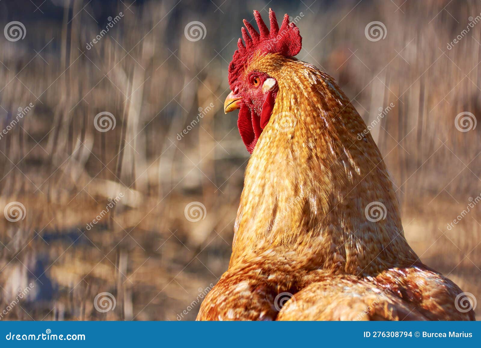 The Beautiful Red Crest of a Rooster 022 Stock Photo - Image of farm ...