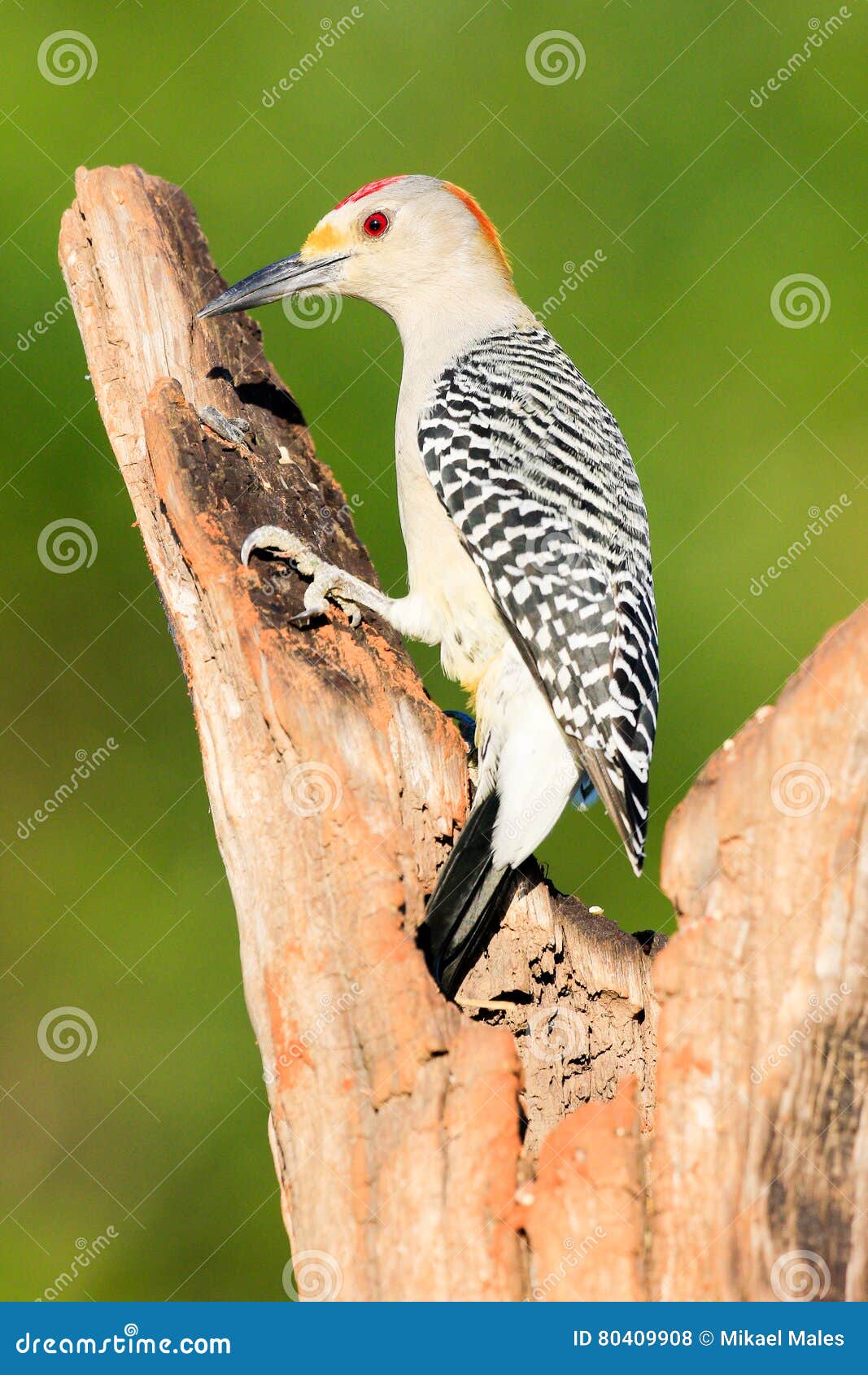 Red-crowned Woodpecker On Dry Bamboo Royalty-Free Stock Photography ...