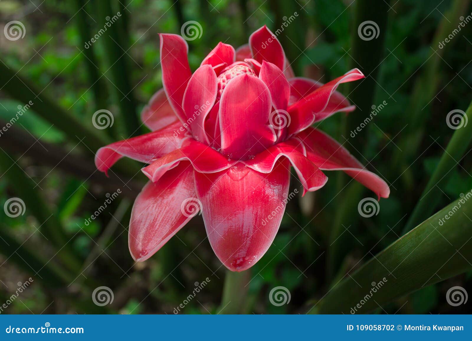The beautiful Dala flower. stock photo. Image of green - 109058702