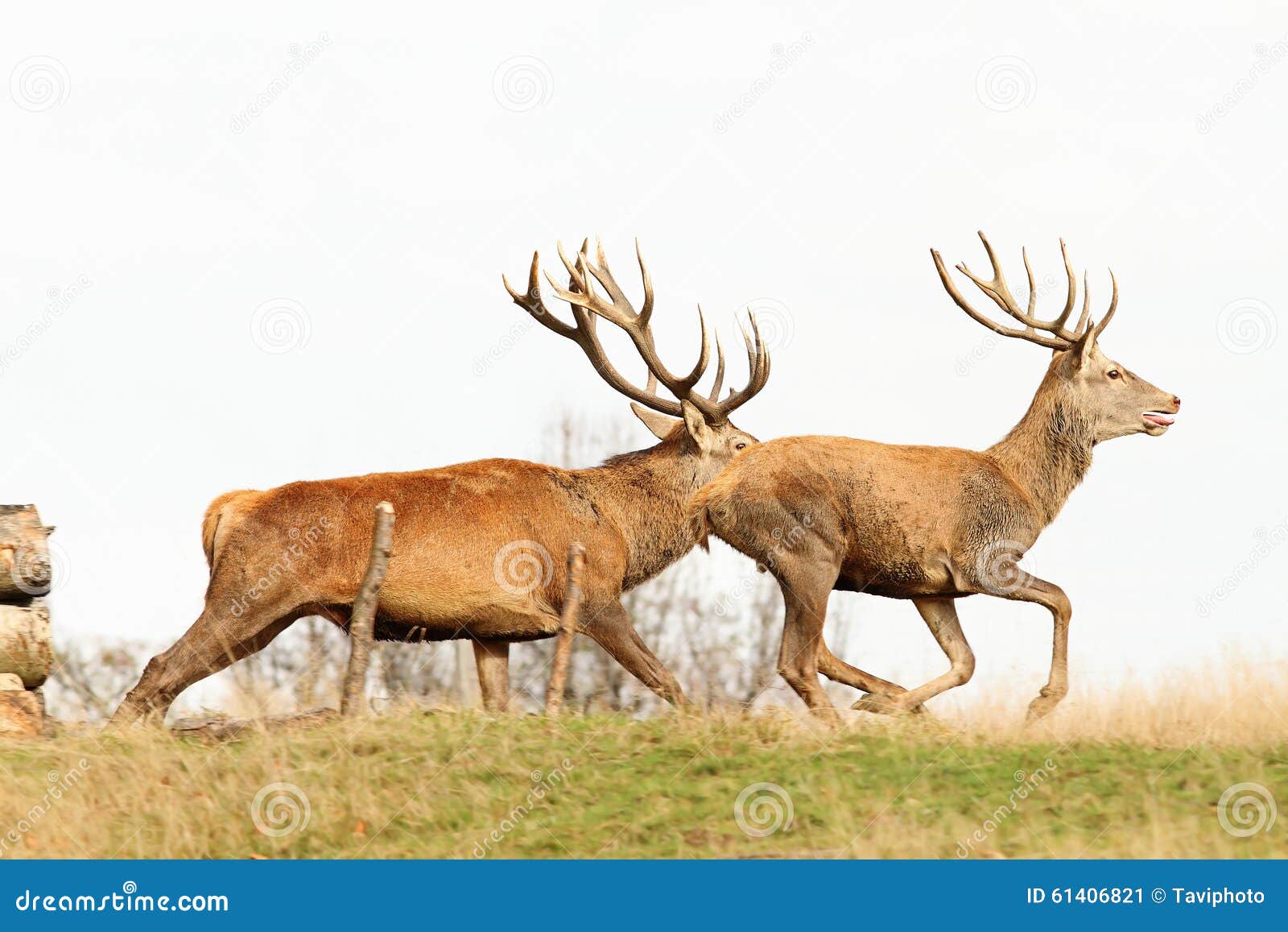 Beautiful Red Deer Bucks Running Stock Image - Image of beauty, grass ...