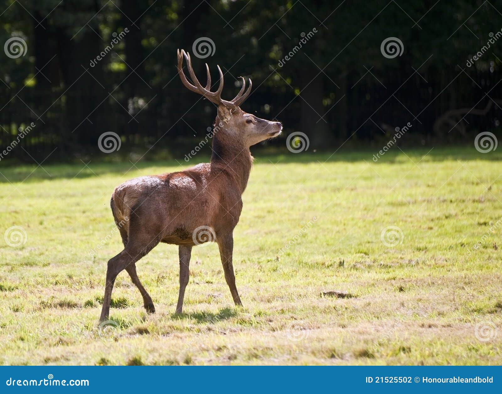 Beautiful Red Deer Stag during Autumn Fall Stock Photo - Image of hind ...