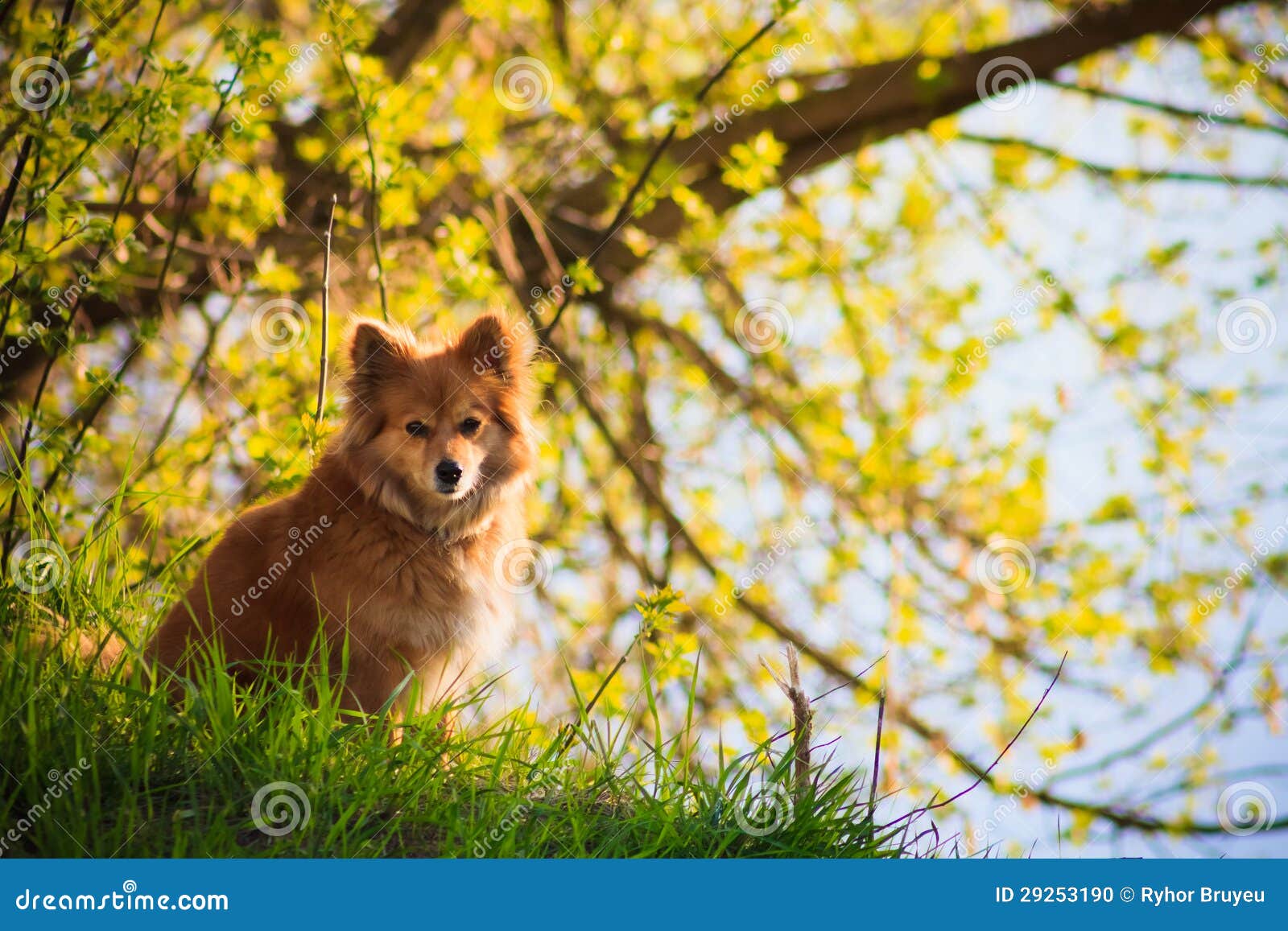 Beautiful Red Dog in a Field Stock Photo - Image of freedom, yellow ...