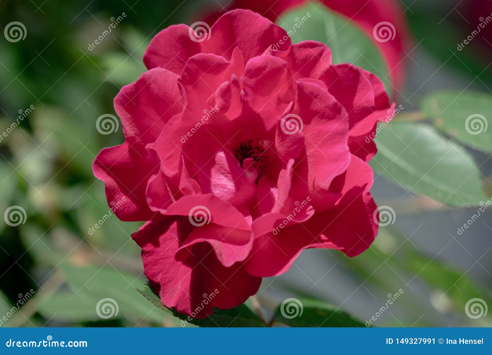 Beautiful Red Double Flower of a Rose Stock Image - Image of focused ...