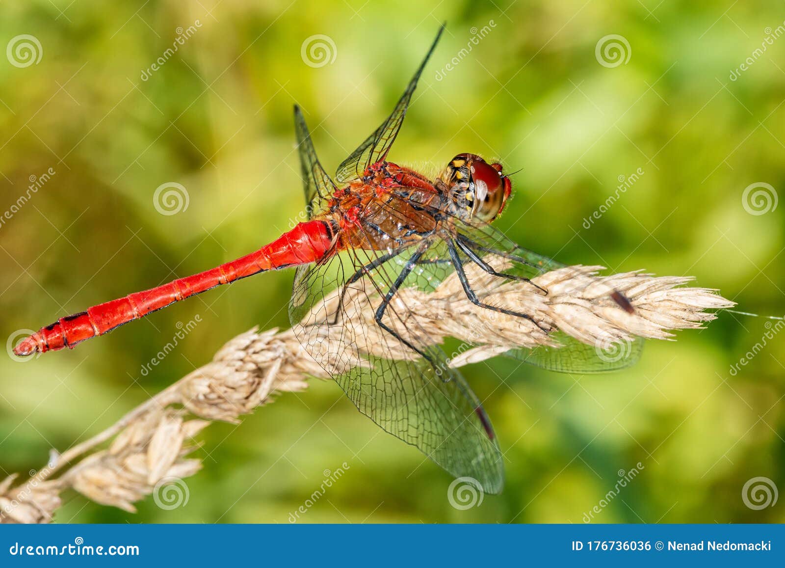 Beautiful Red Dragonfly in Nature Stock Photo - Image of bright, dragon ...