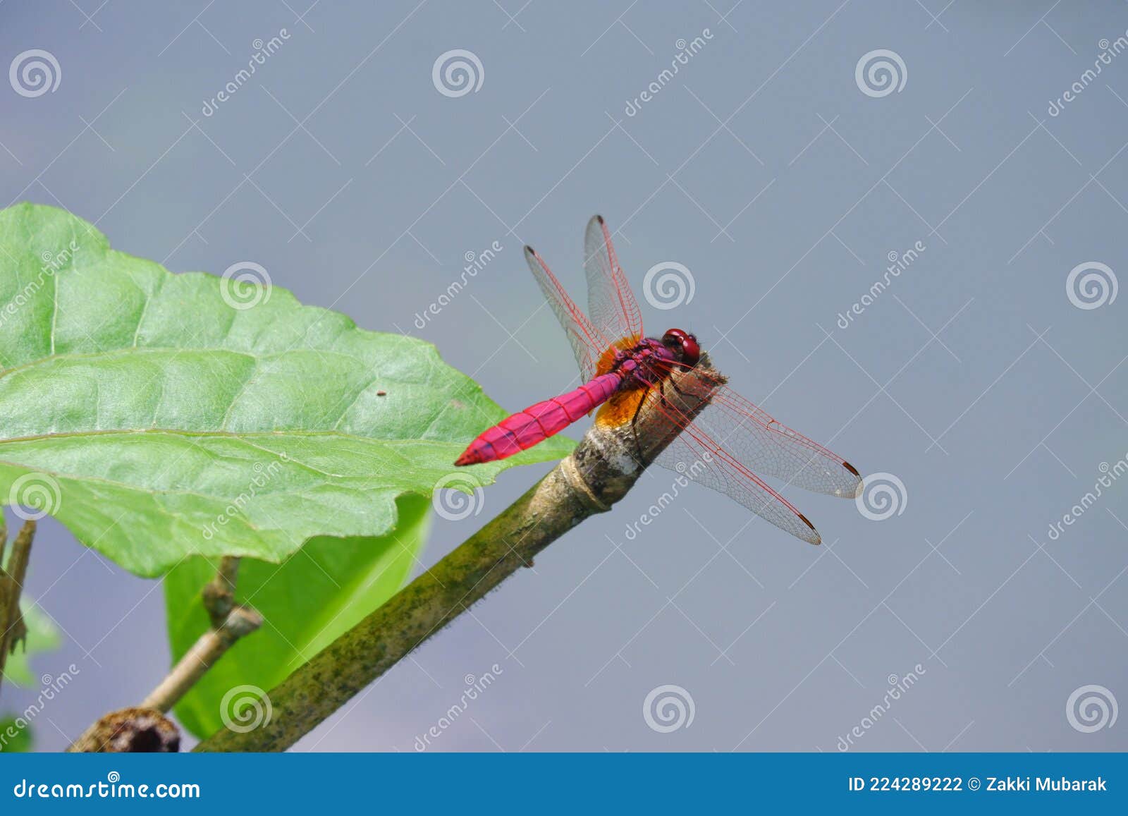 Beautiful Red Dragonfly at the River Stock Photo - Image of wing ...