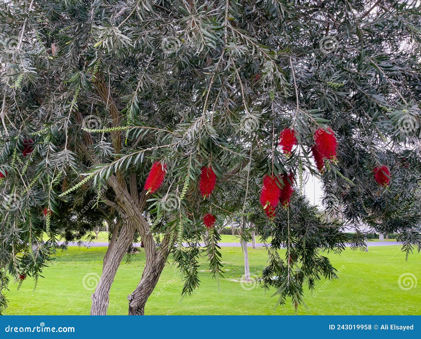 Beautiful Red Drooping Flowers of a Weeping Bottlebrush Tree Stock ...