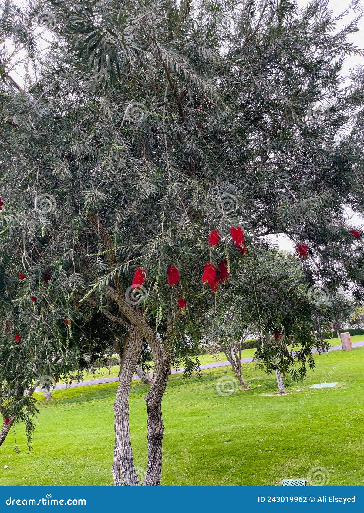 Beautiful Red Drooping Flowers of a Weeping Bottlebrush Tree Stock ...