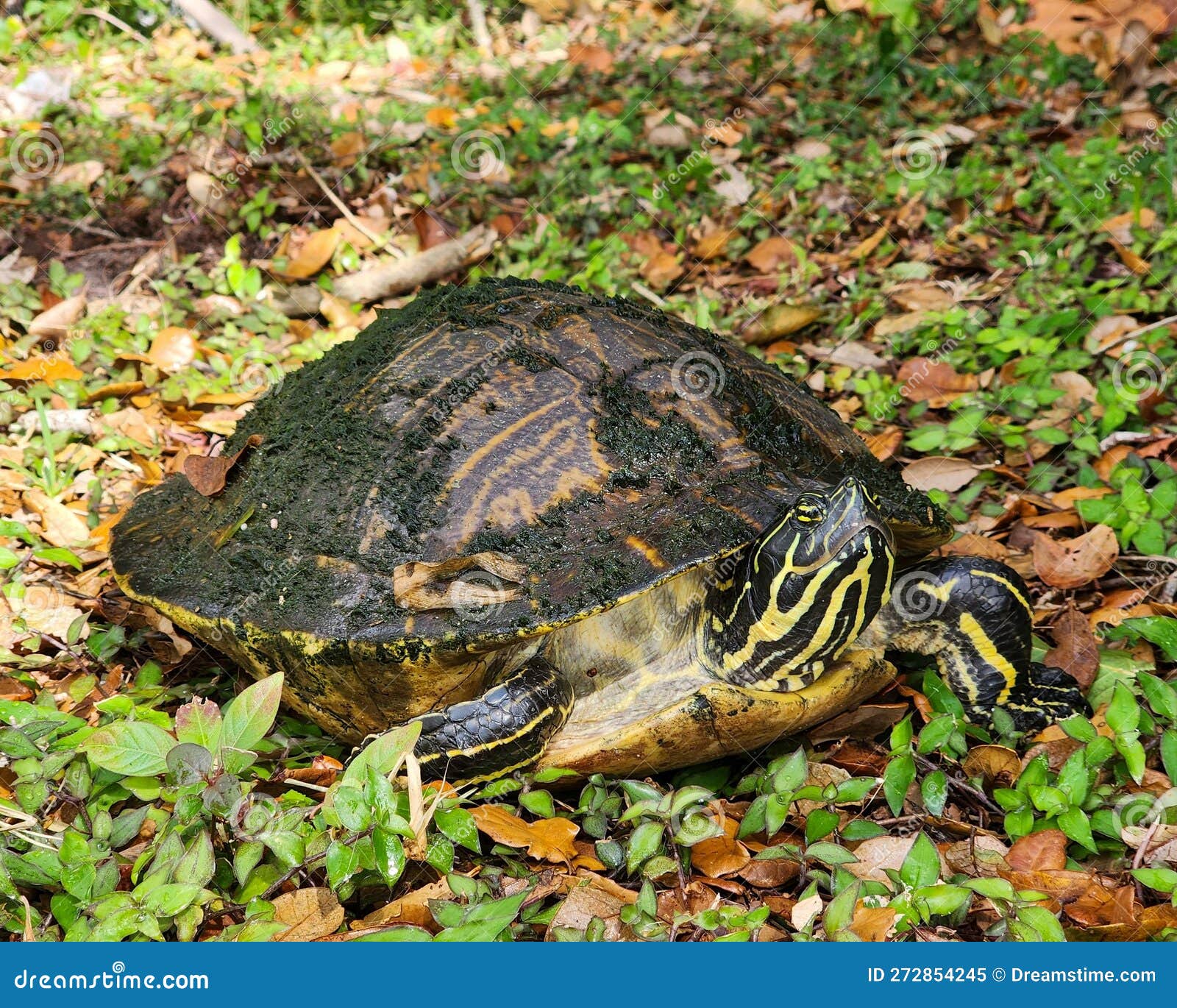 Beautiful Red-eared Slider Turtle Resting on a Solid, Earthy Surface ...
