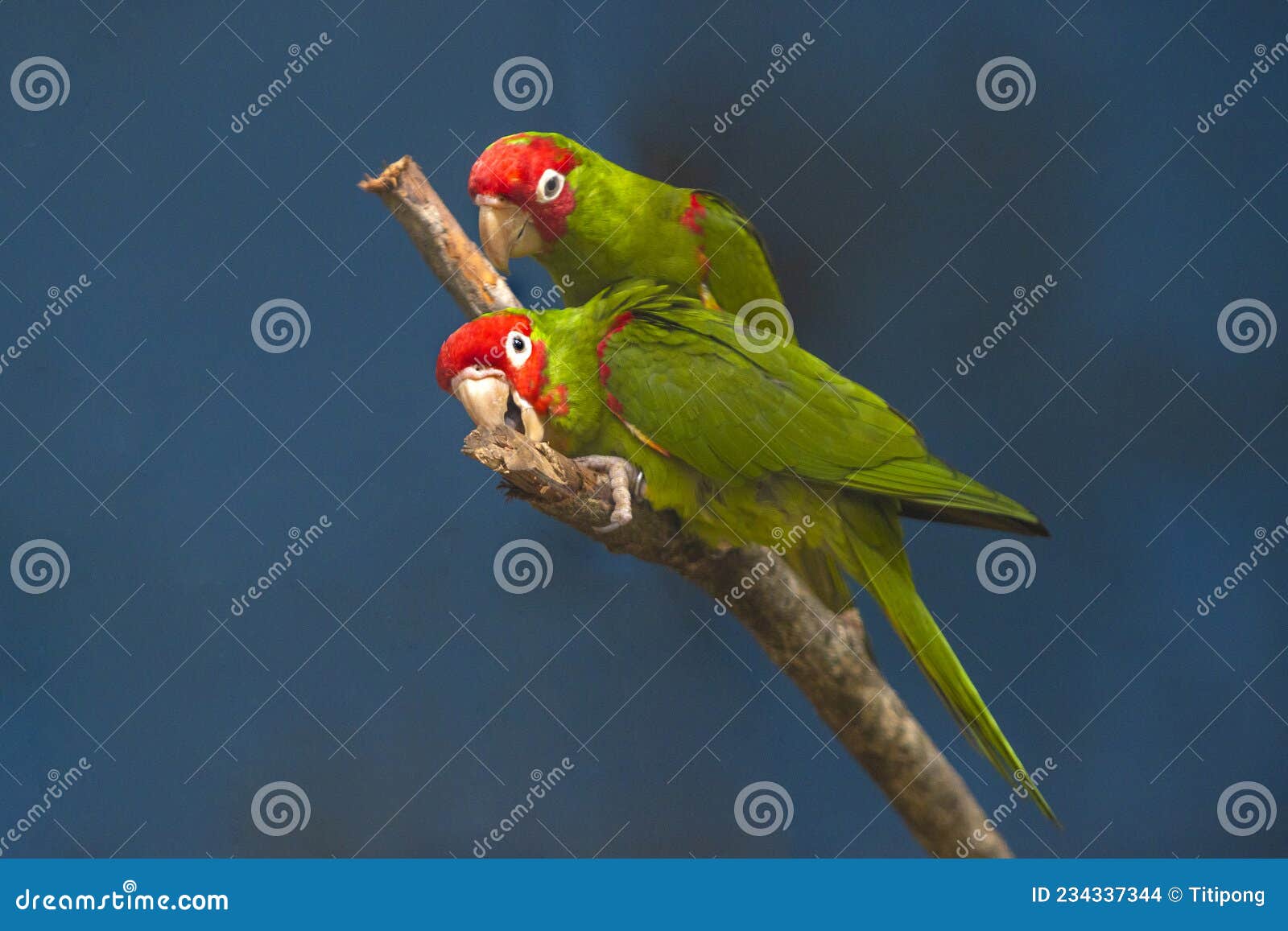 Beautiful Red-faced Conure in the Zoo Stock Photo - Image of natural ...