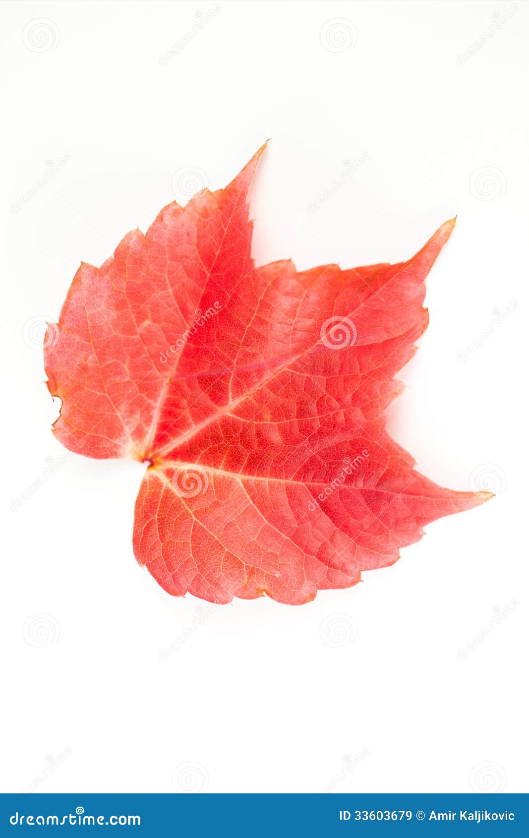 Beautiful red fall leaf stock image. Image of texture - 33603679