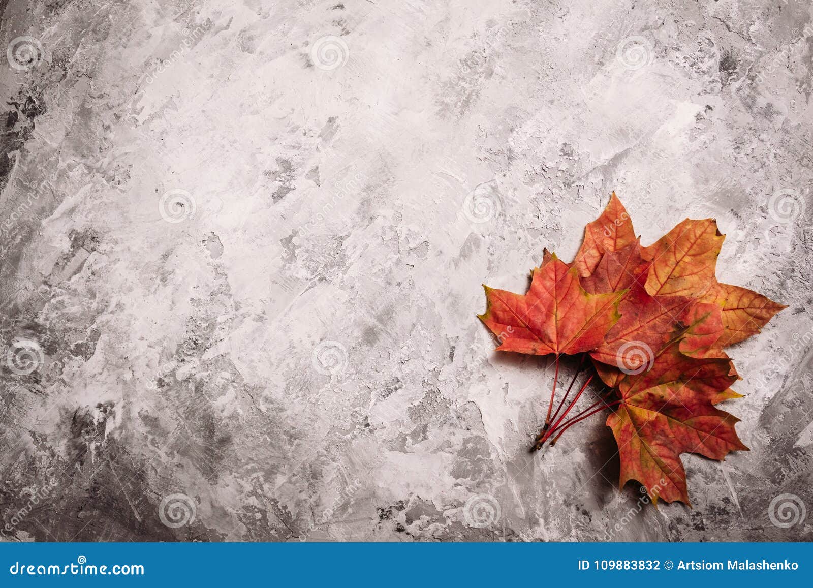 Beautiful Red Fallen Maple Leaves on Concrete Stock Photo - Image of ...