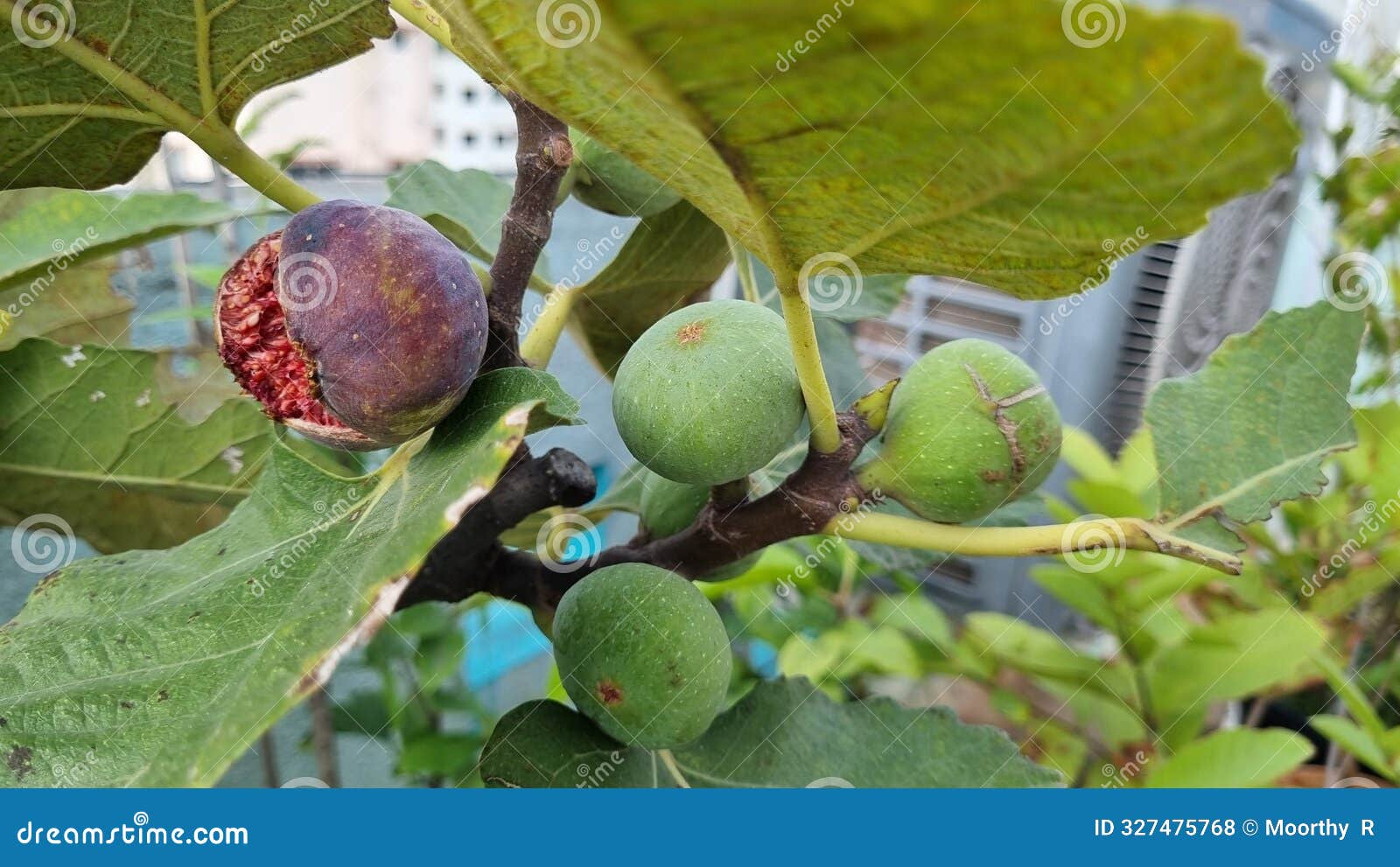 Beautiful Red Fig Fruit Hanging on the Plant Stock Photo - Image of ...