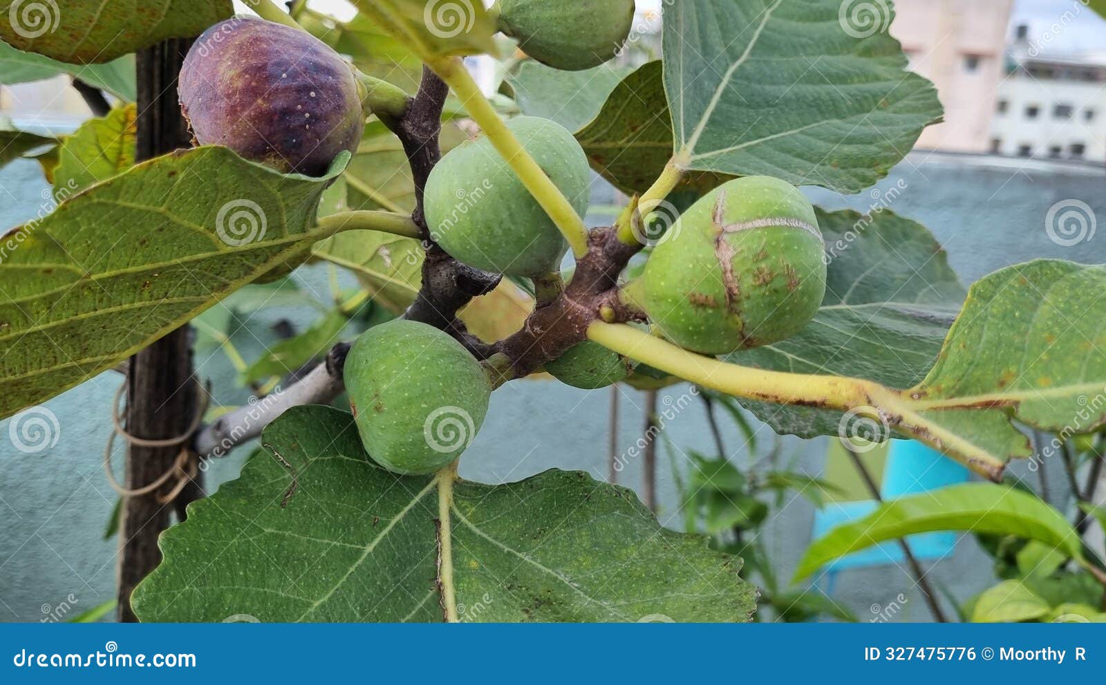 Beautiful Red Fig Fruit Hanging on the Plant Stock Photo - Image of ...