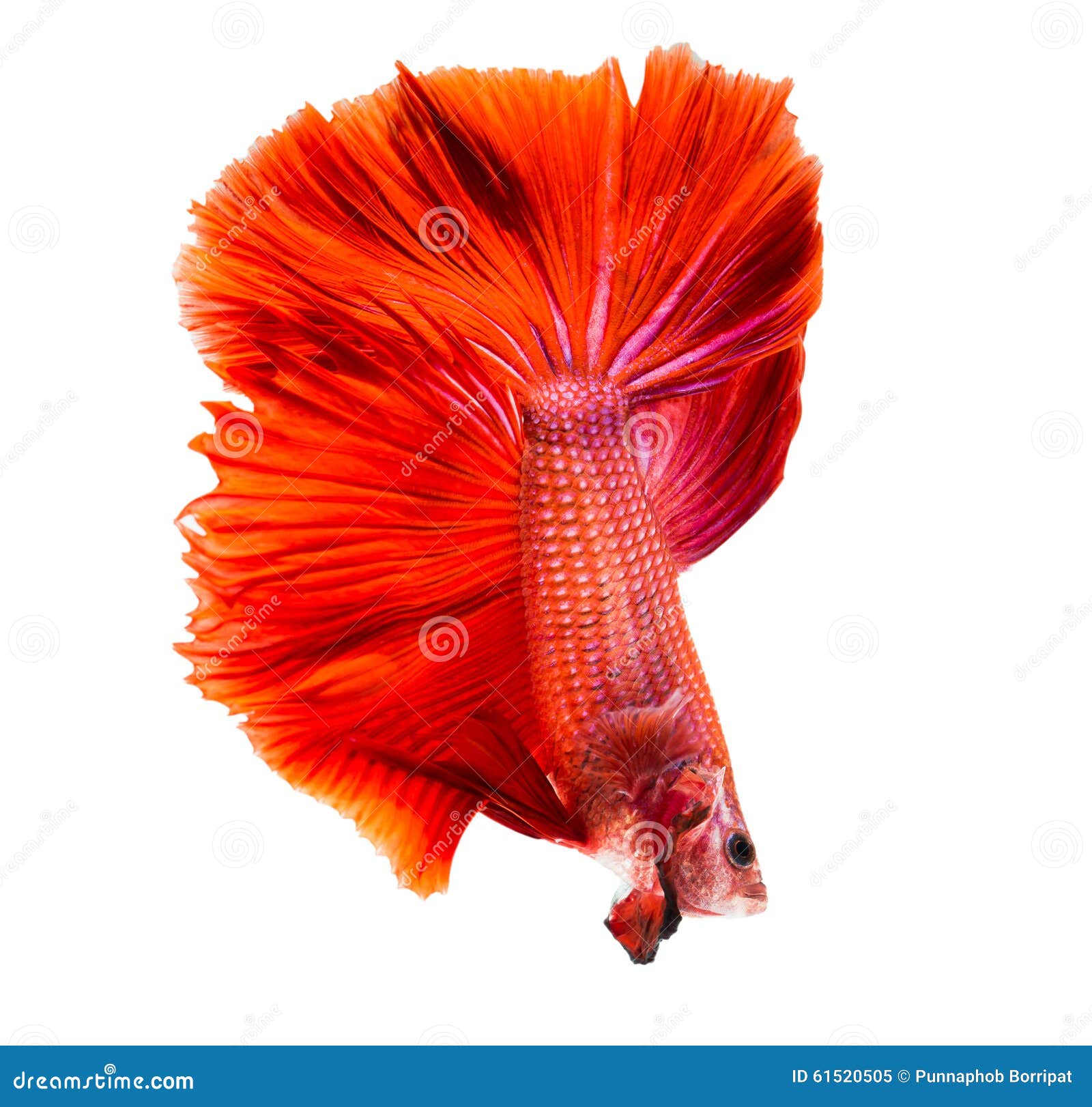 Beautiful Red Fighting Fish Stock Image - Image of beauty, macro: 61520505