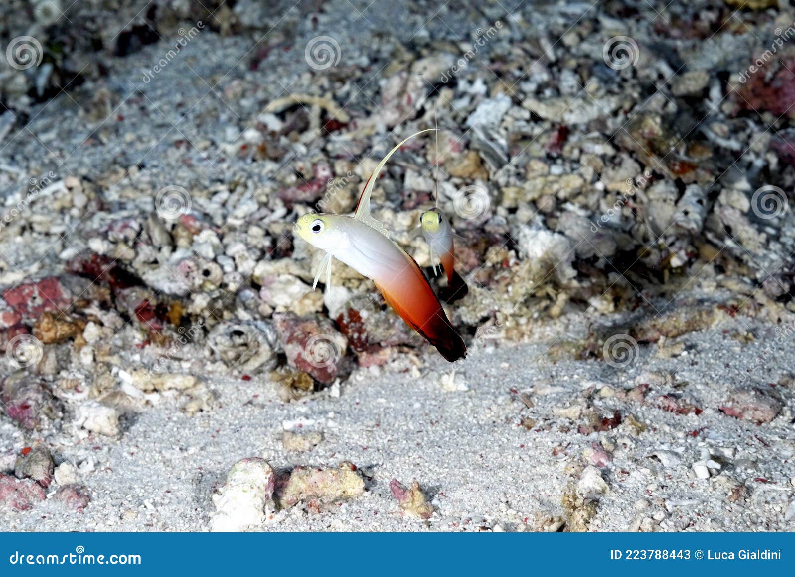 A beautiful red fire goby stock image. Image of colours - 223788443