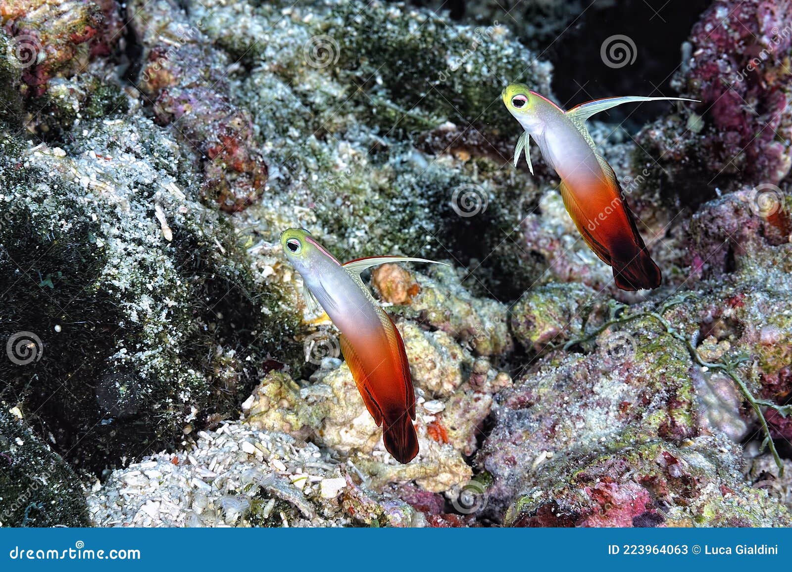 A beautiful red fire goby stock image. Image of aquarium - 223964063