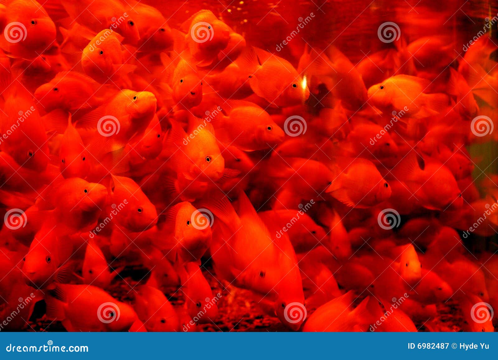 Beautiful Red Fish stock image. Image of green, density - 6982487