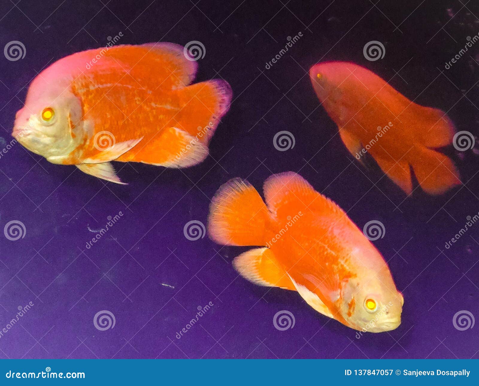 Beautiful red fish stock image. Image of waters, beautiful - 137847057