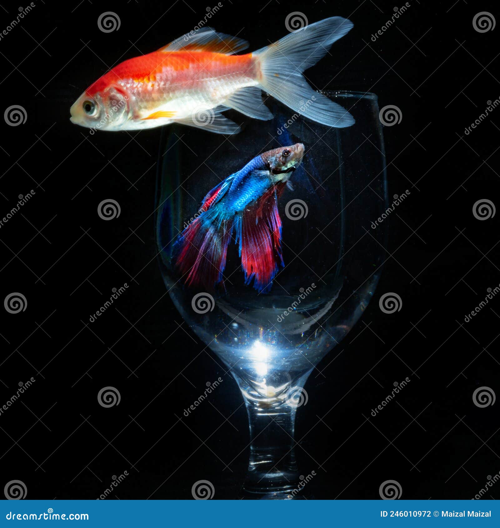 Beautiful Red Fish and Blue Red Betta Fish in Close Up with Black ...