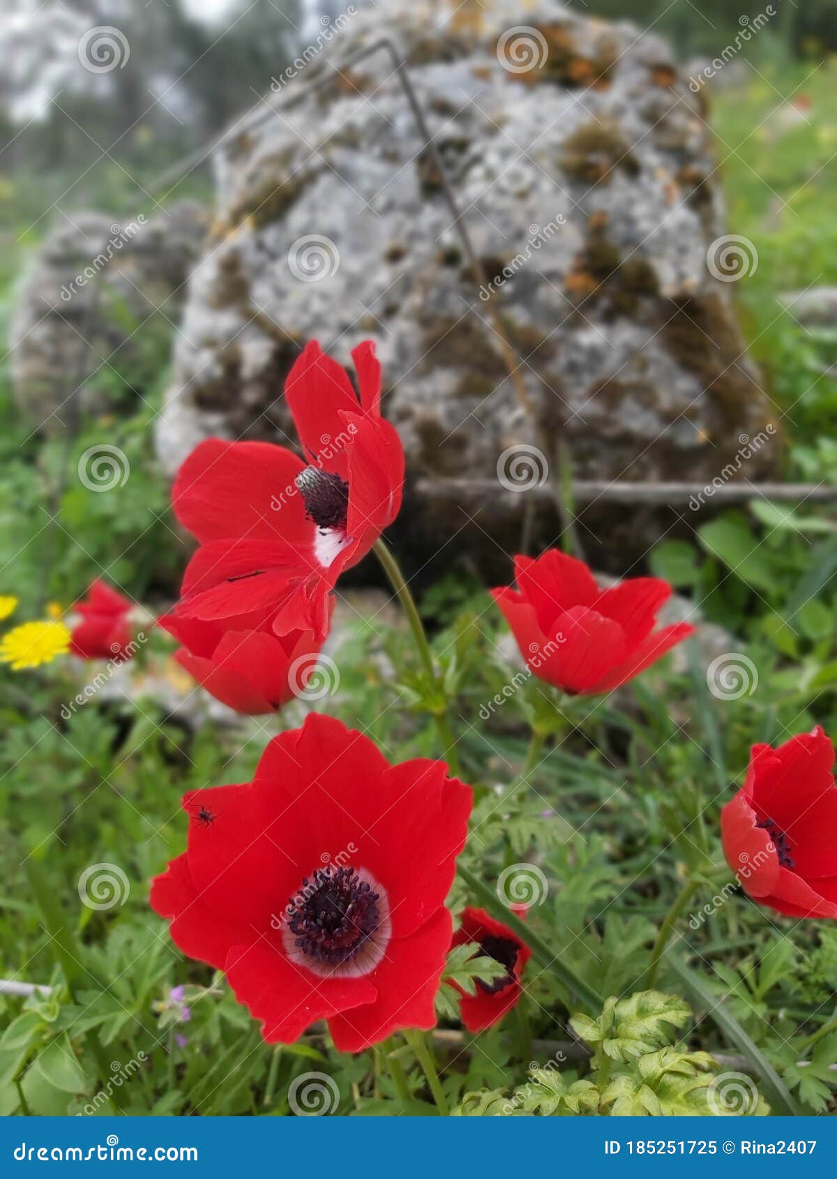 Beautiful red flower stock image. Image of garden, prairie - 185251725
