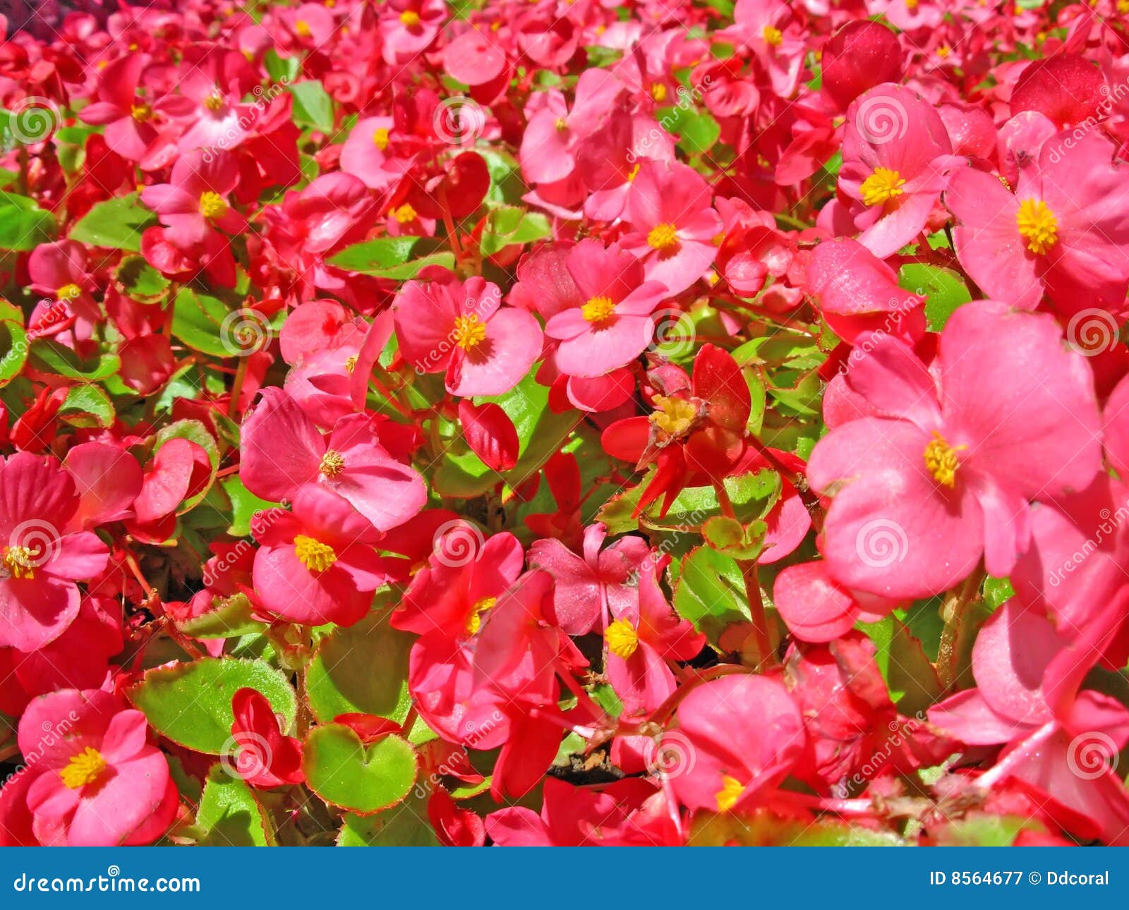 Beautiful red flower stock image. Image of floral, fresh - 8564677