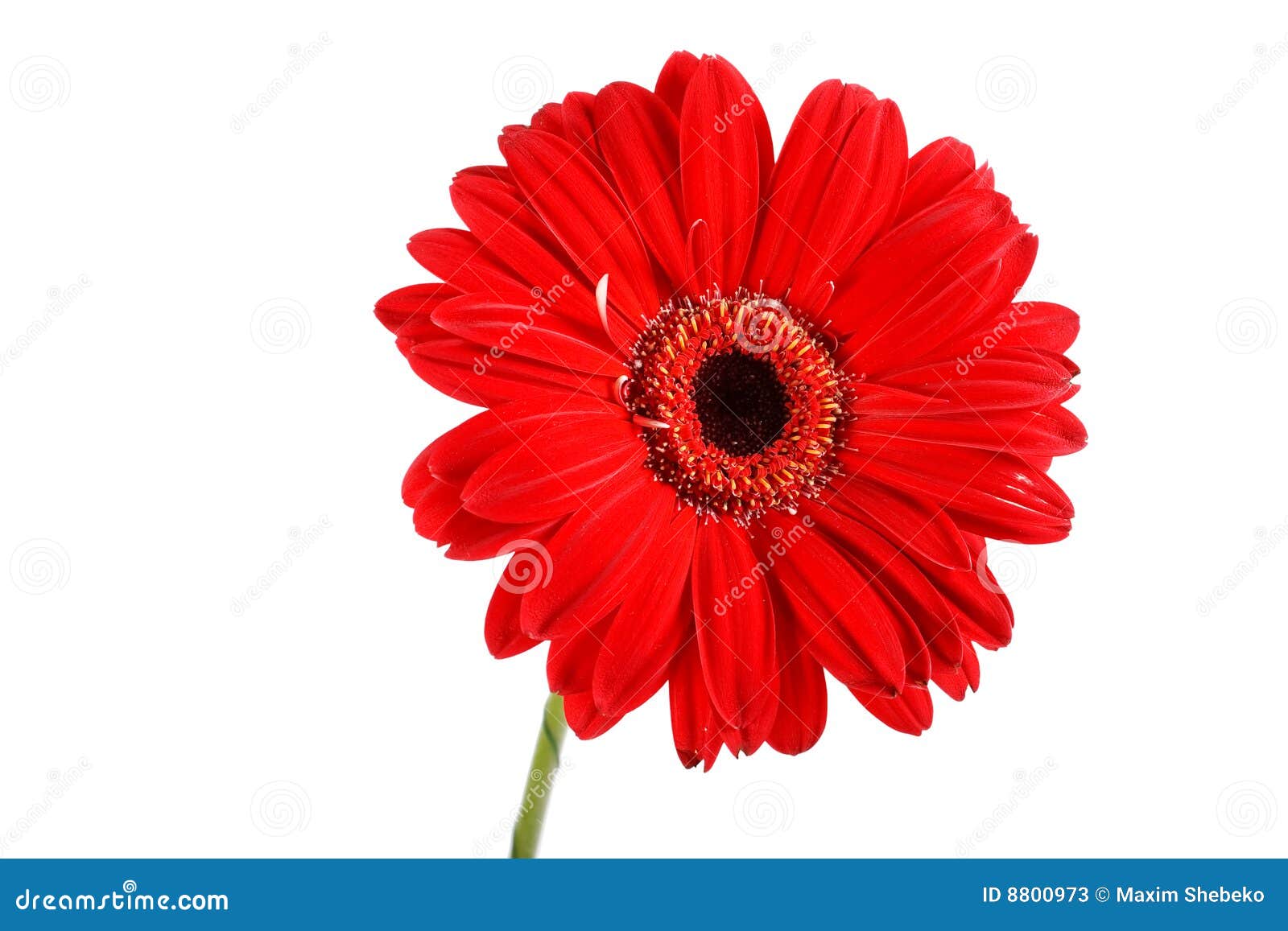 Beautiful red flower stock image. Image of beauty, head - 8800973