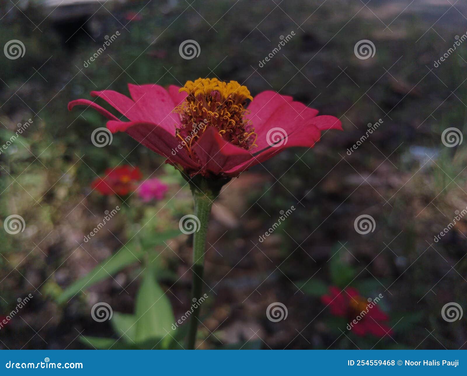 Beautiful Red Flower with Angle from the Side Stock Photo - Image of ...