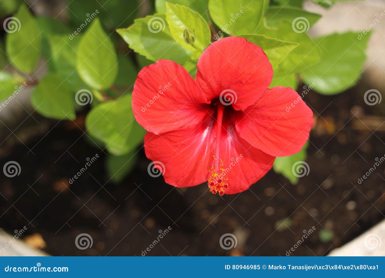 Beautiful red flower stock image. Image of endless, garden - 80946985