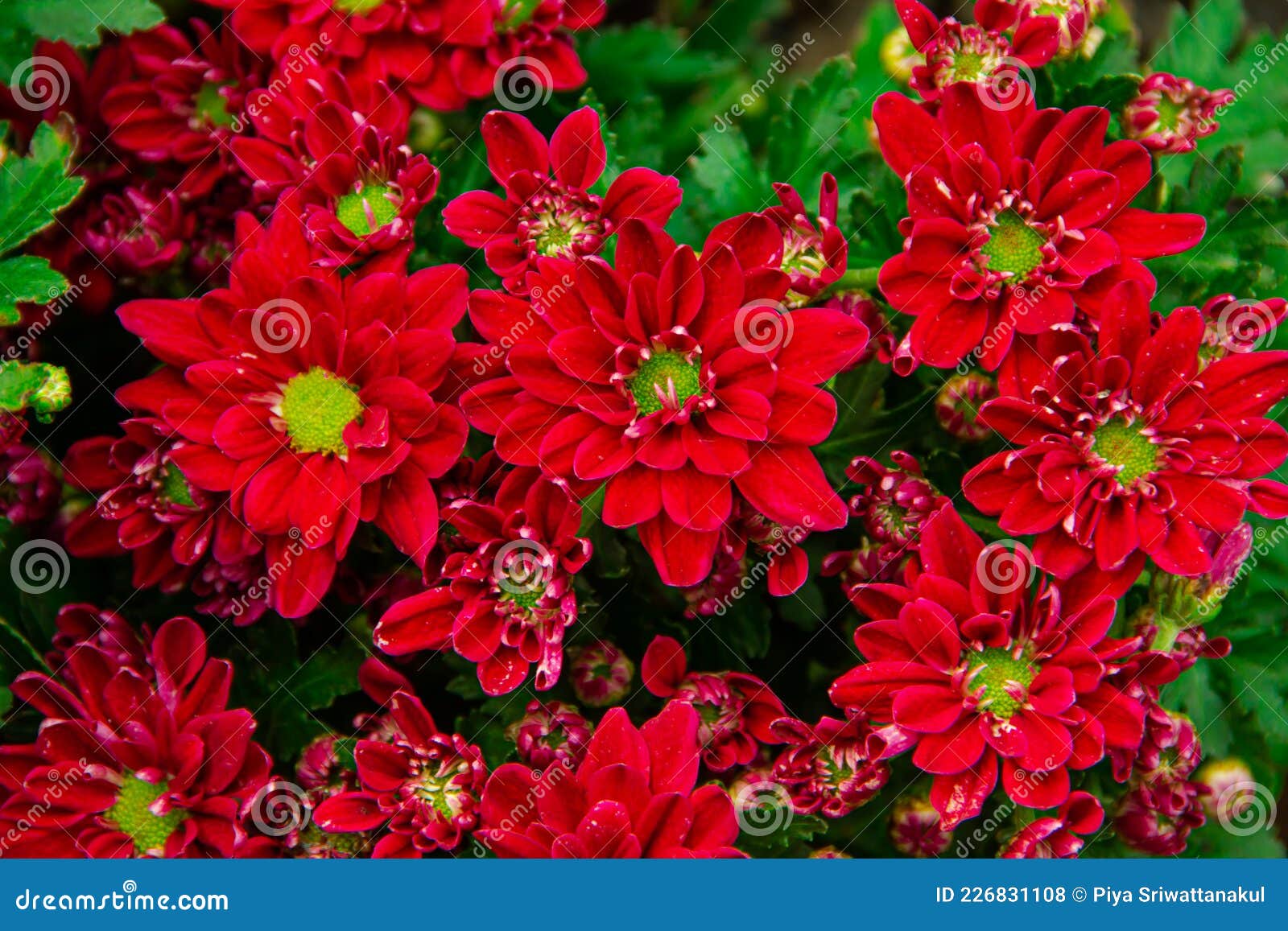 Beautiful Red Flower Background Stock Photo - Image of decoration, love ...