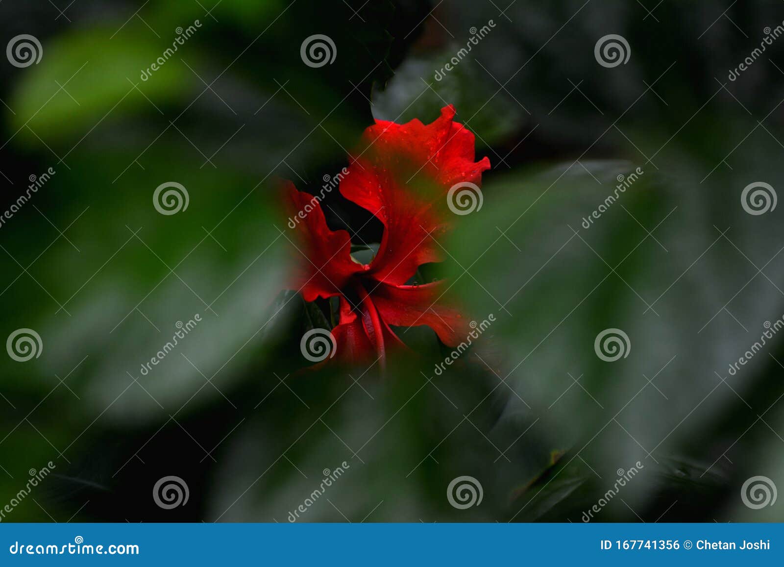Beautiful Red Flower Behind Green Leaf Stock Photo - Image of flower ...
