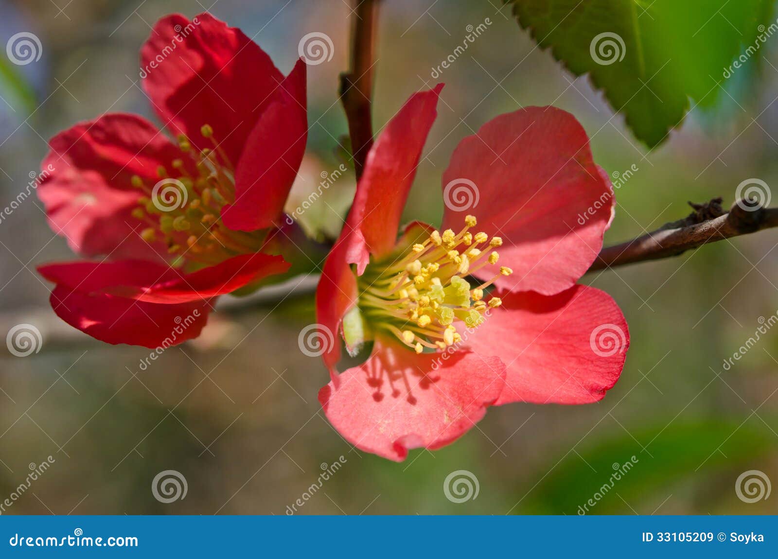 Beautiful red flower stock image. Image of orchid, houseplant - 33105209