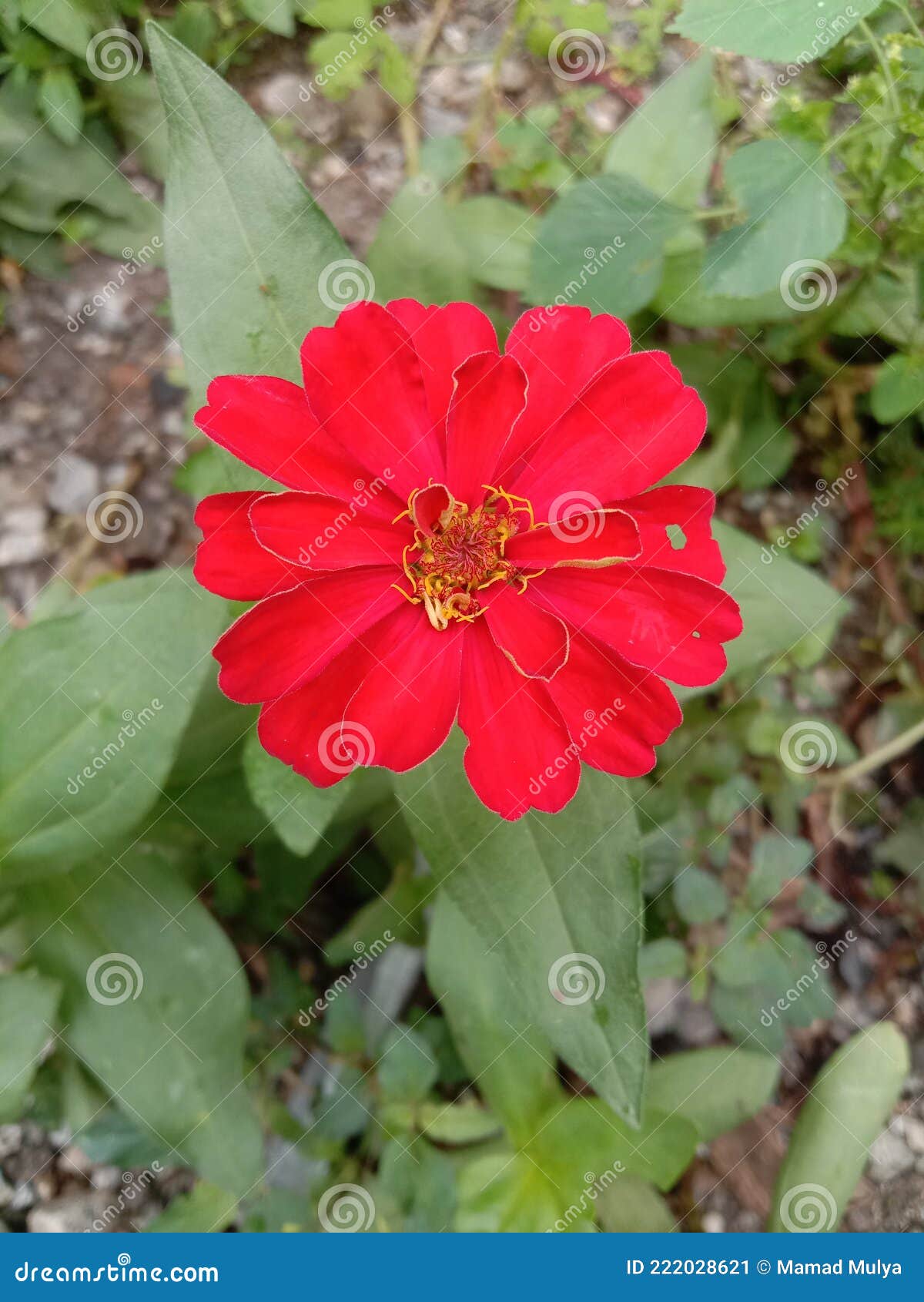 Beautiful Red Flower in the Garden Stock Image - Image of nature ...