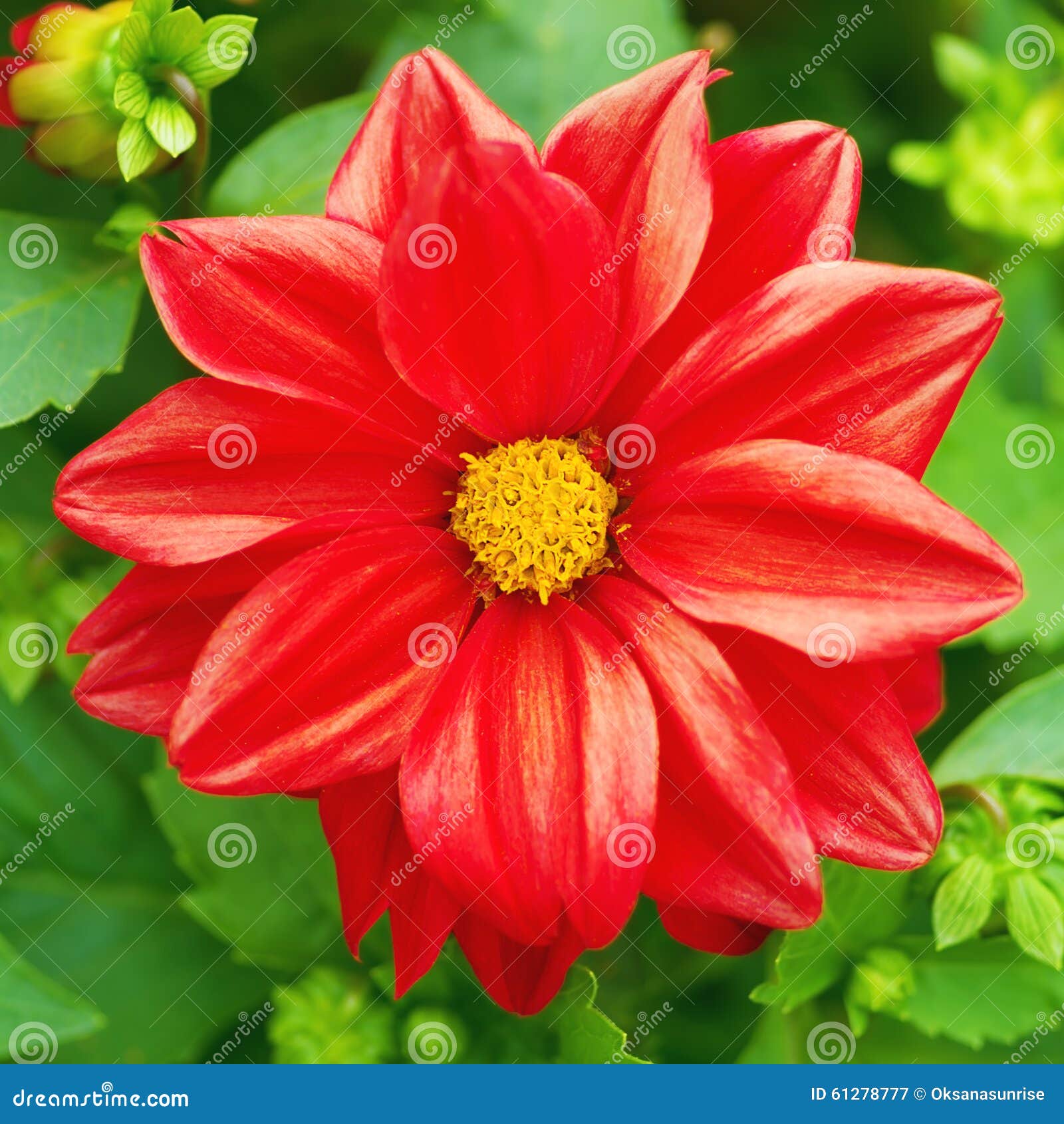 Beautiful red flower stock image. Image of petal, flower - 61278777