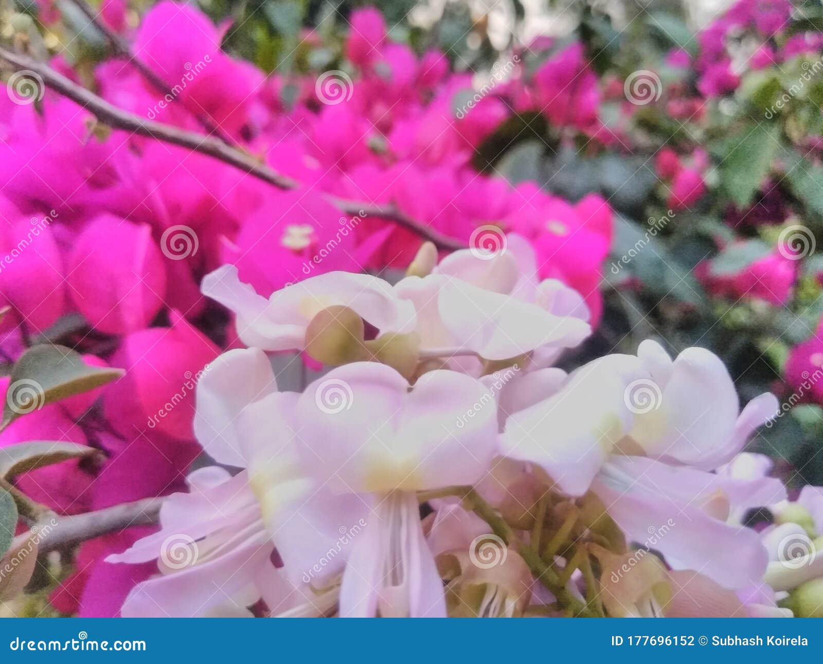 Beautiful Red Flower,gate Phool Wallpaper Image Stock Photo - Image of ...