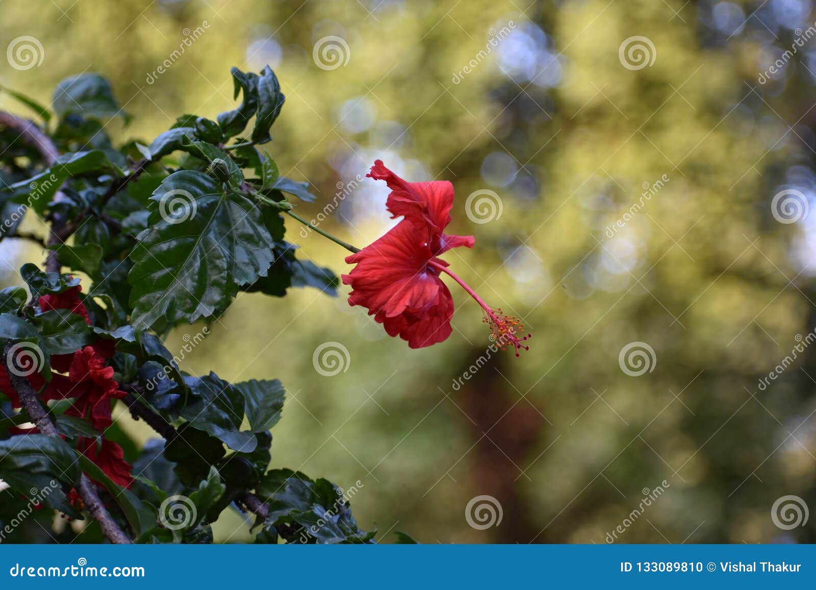 Beautiful Red Flower Hd Quality Stock Photo - Image of quality ...