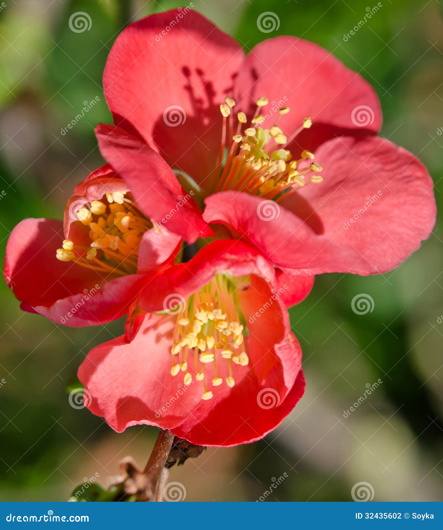 Beautiful red flower stock photo. Image of flower, botanical - 32435602