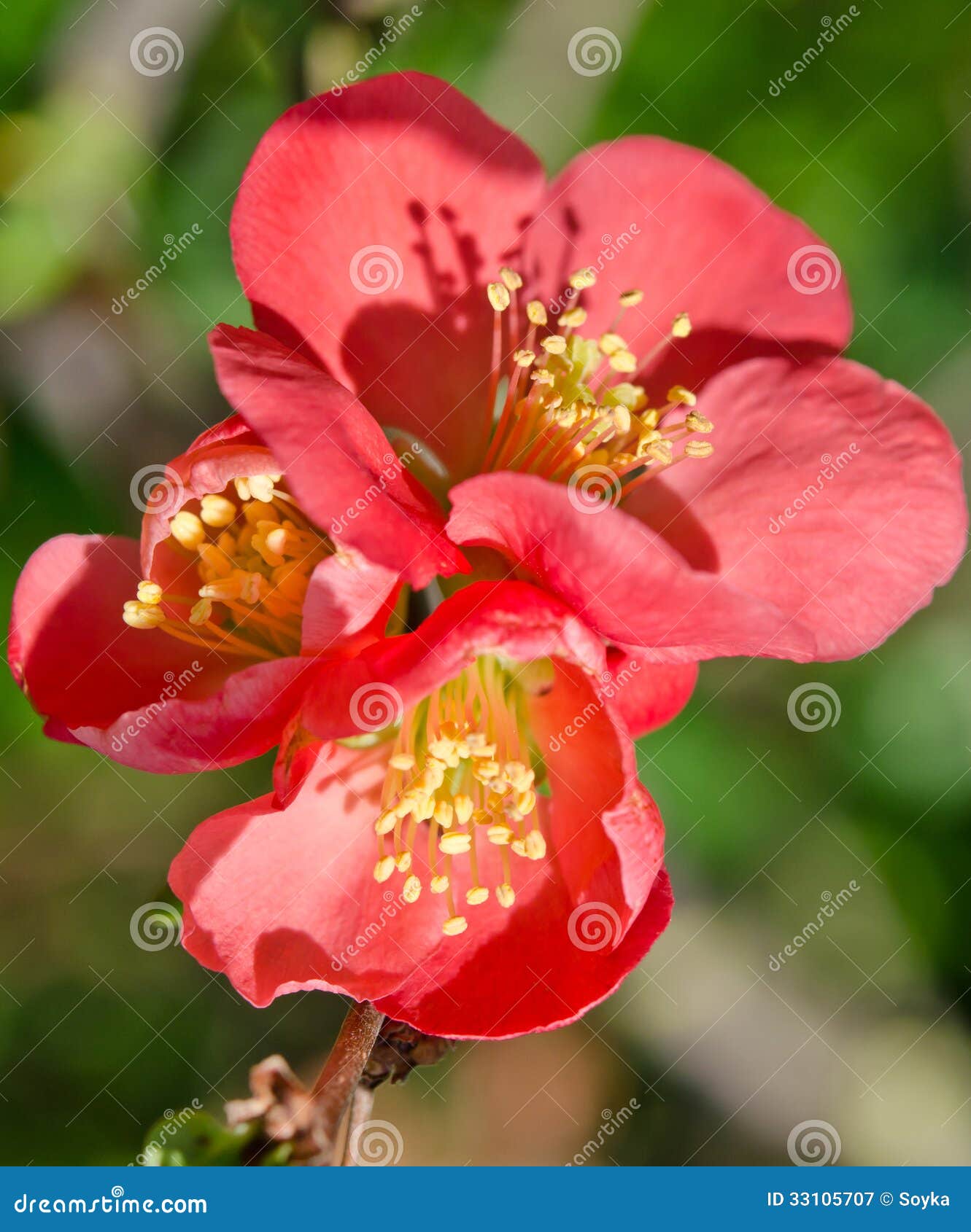 Beautiful red flower stock image. Image of botany, grow - 33105707