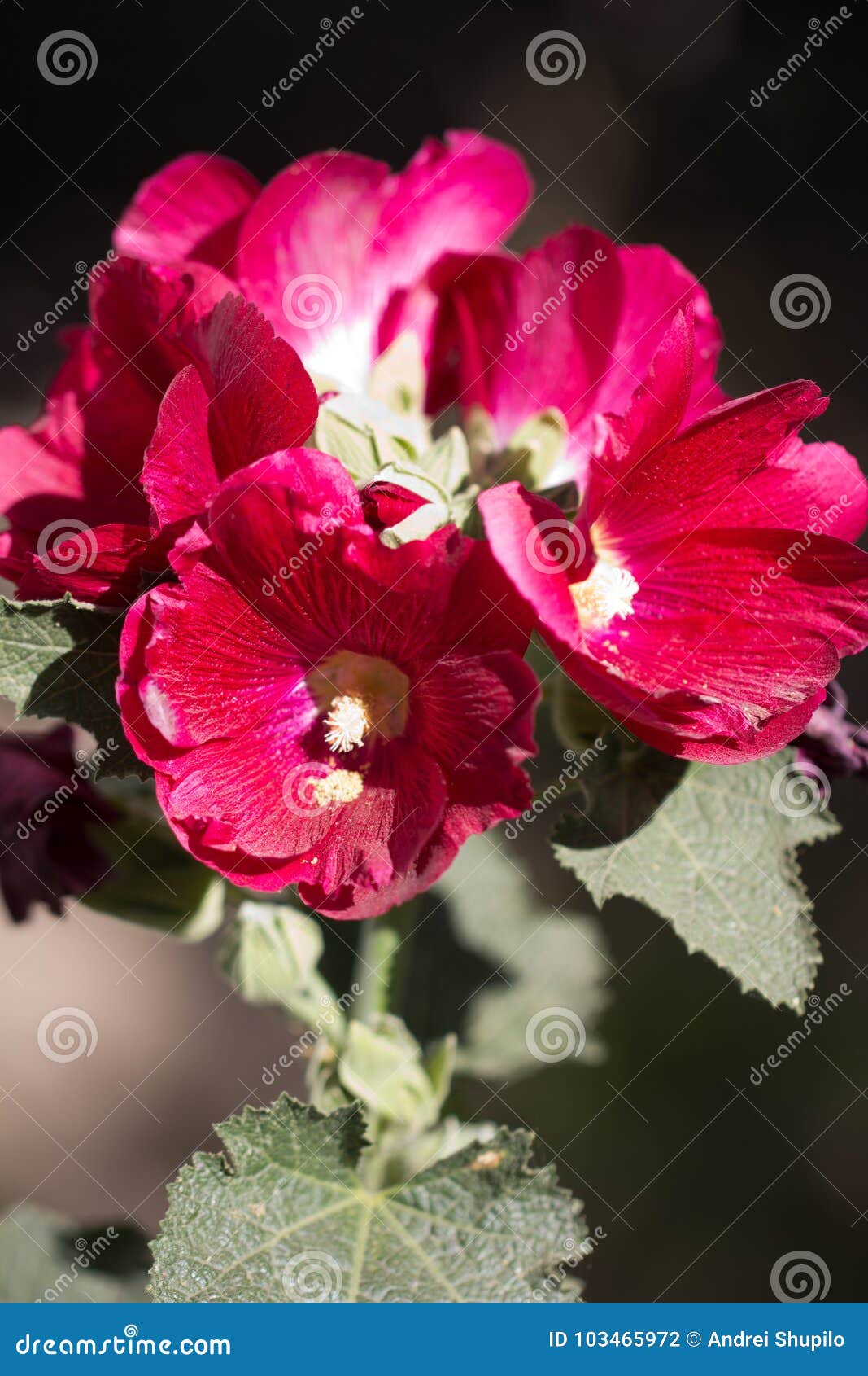 Beautiful Red Flower in Nature Stock Photo - Image of fauna, natural ...