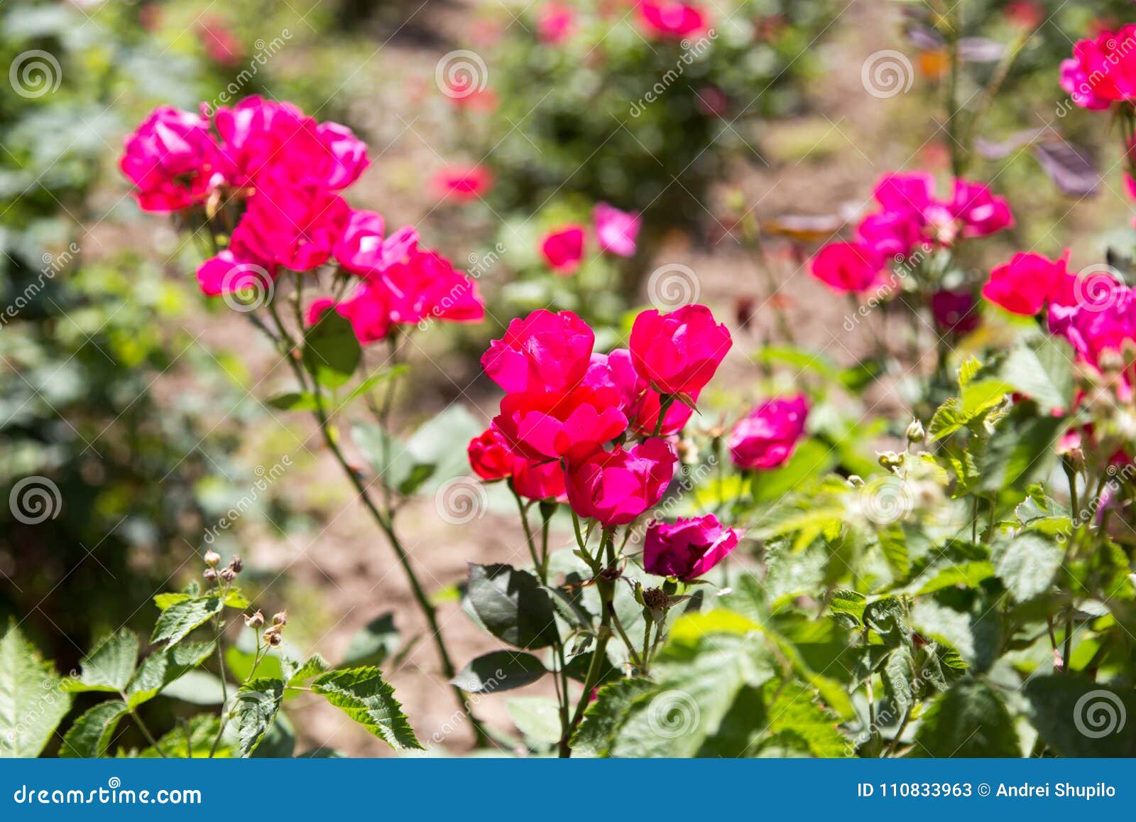Beautiful Red Flower in Nature Stock Image - Image of garden, blossom ...