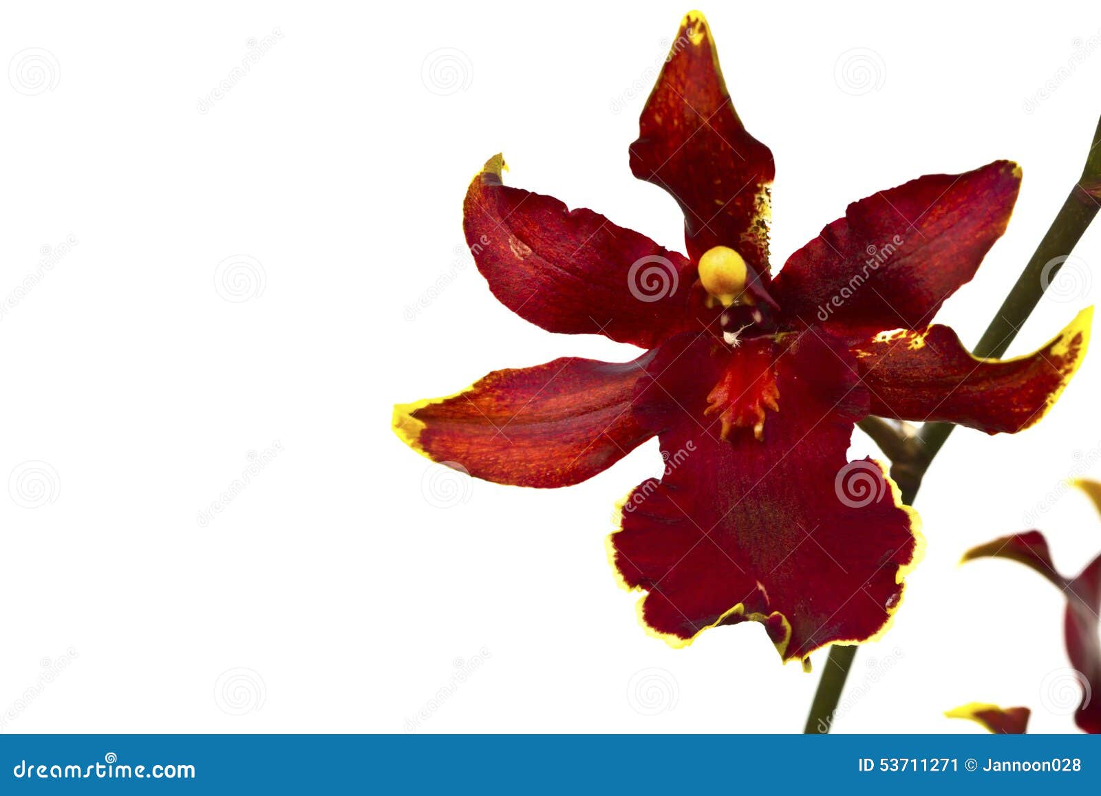 Beautiful Red Flower (Orchid) Isolated Stock Image - Image of message ...