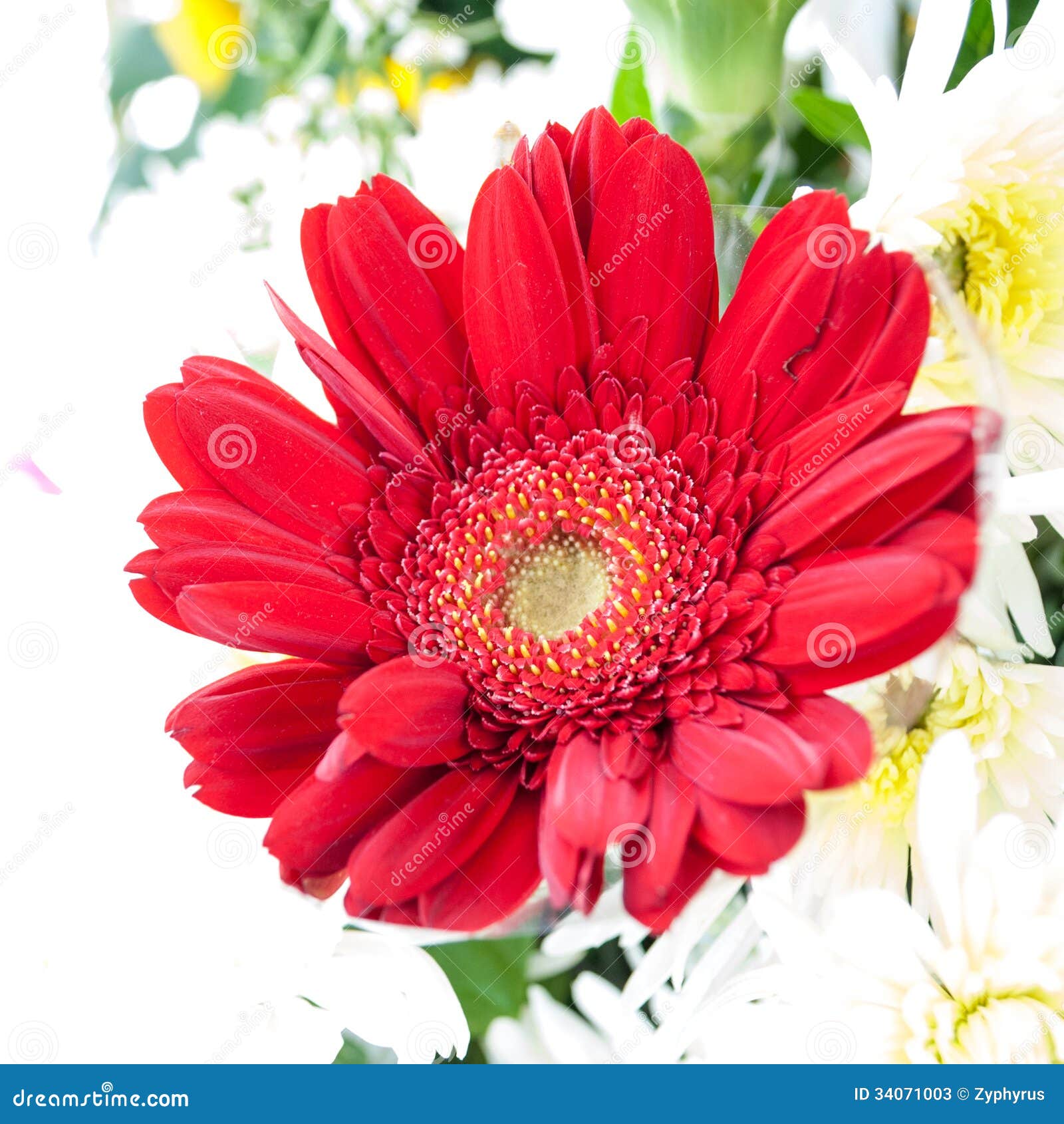 Beautiful Red Flower with Petal Stock Image - Image of aroma, fragrance ...