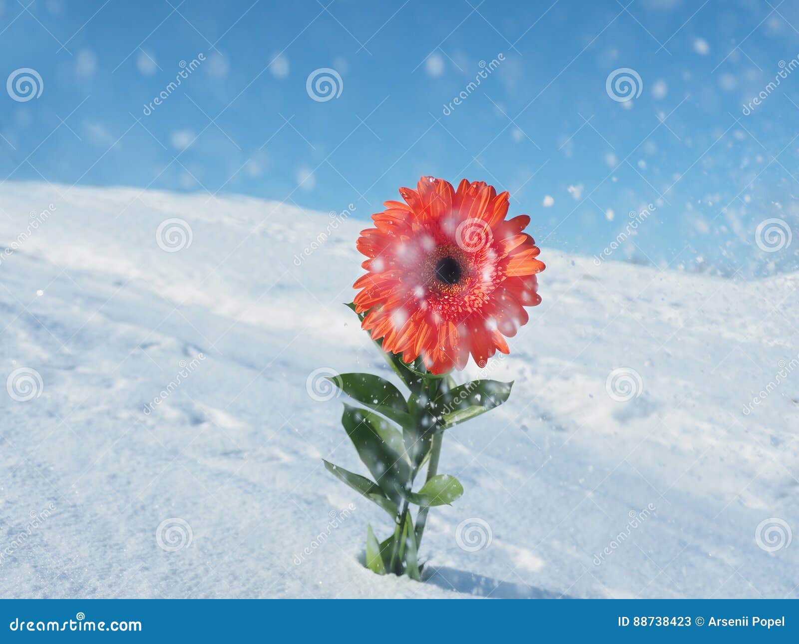 Beautiful Red Flower on a Snowy Background. Concept of Spring Stock ...
