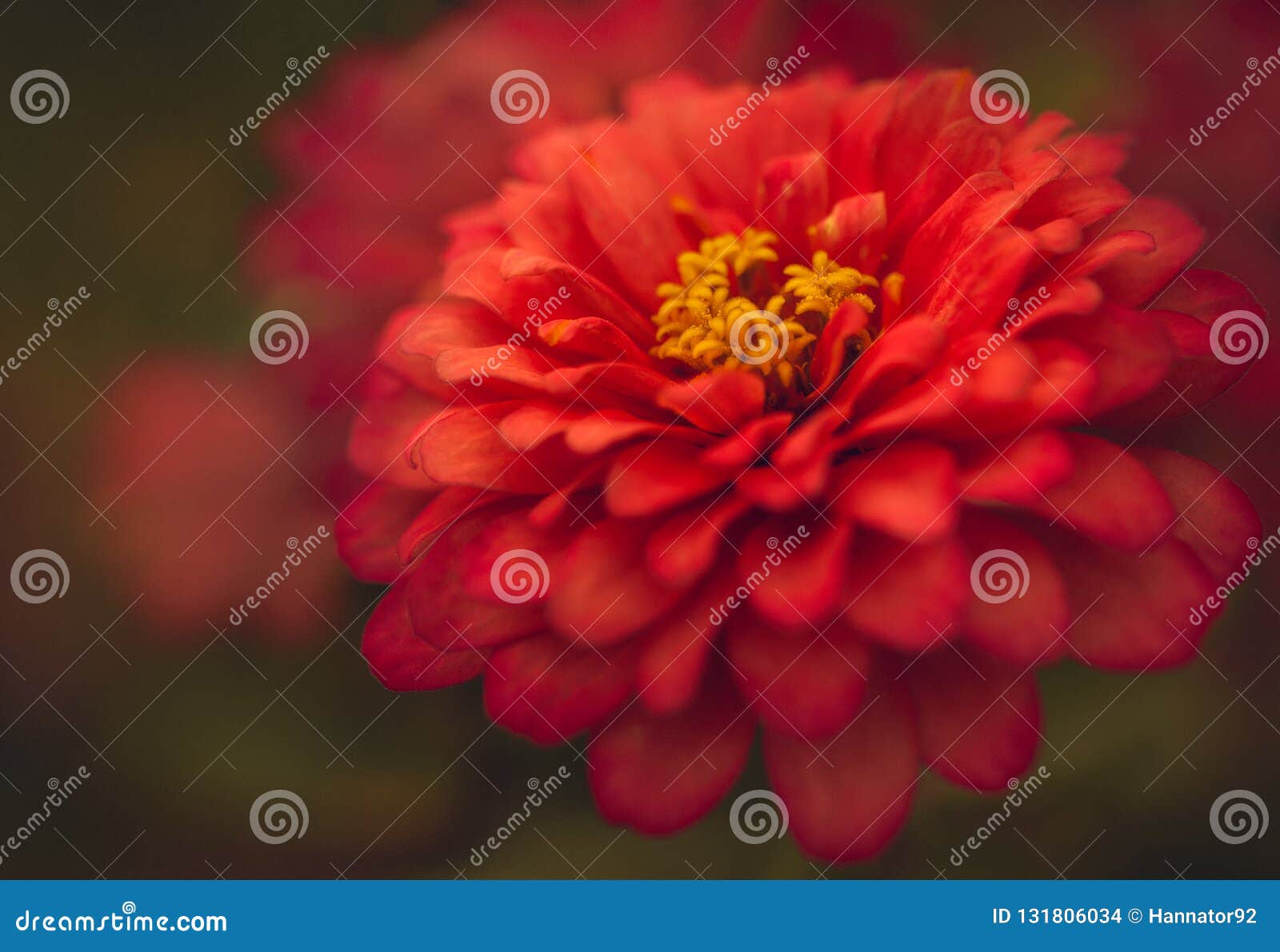 Beautiful Red Flower with Soft Green Background Stock Photo - Image of ...