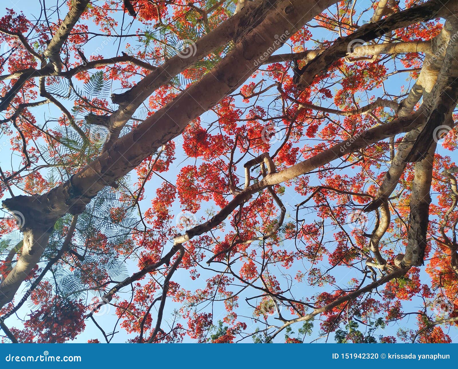 Beautiful Red Flower Tree Background Stock Photo - Image of beautiful ...